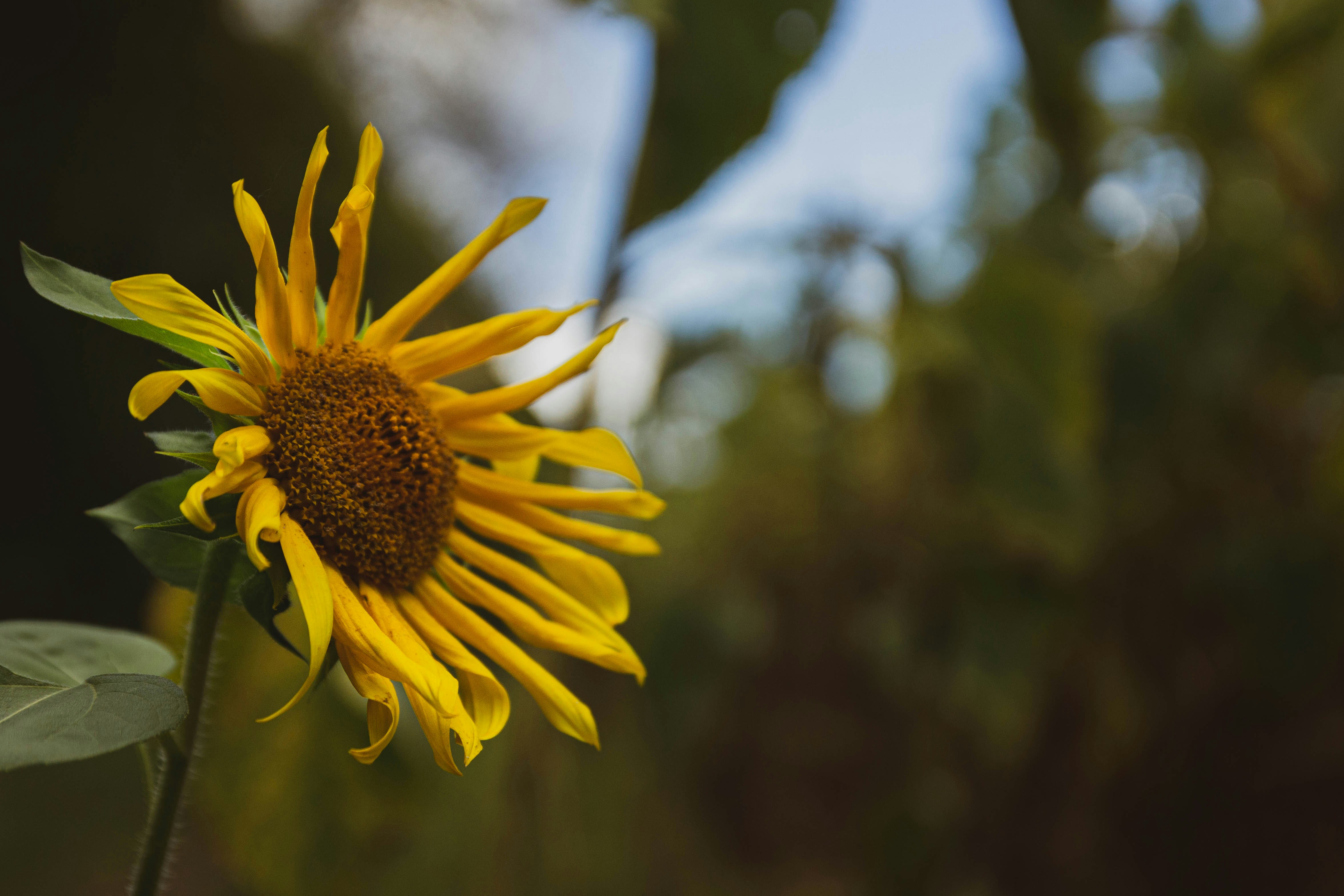 Sunflower on the Edge of Focus: A Bold Close-Up Against Forest Bokeh