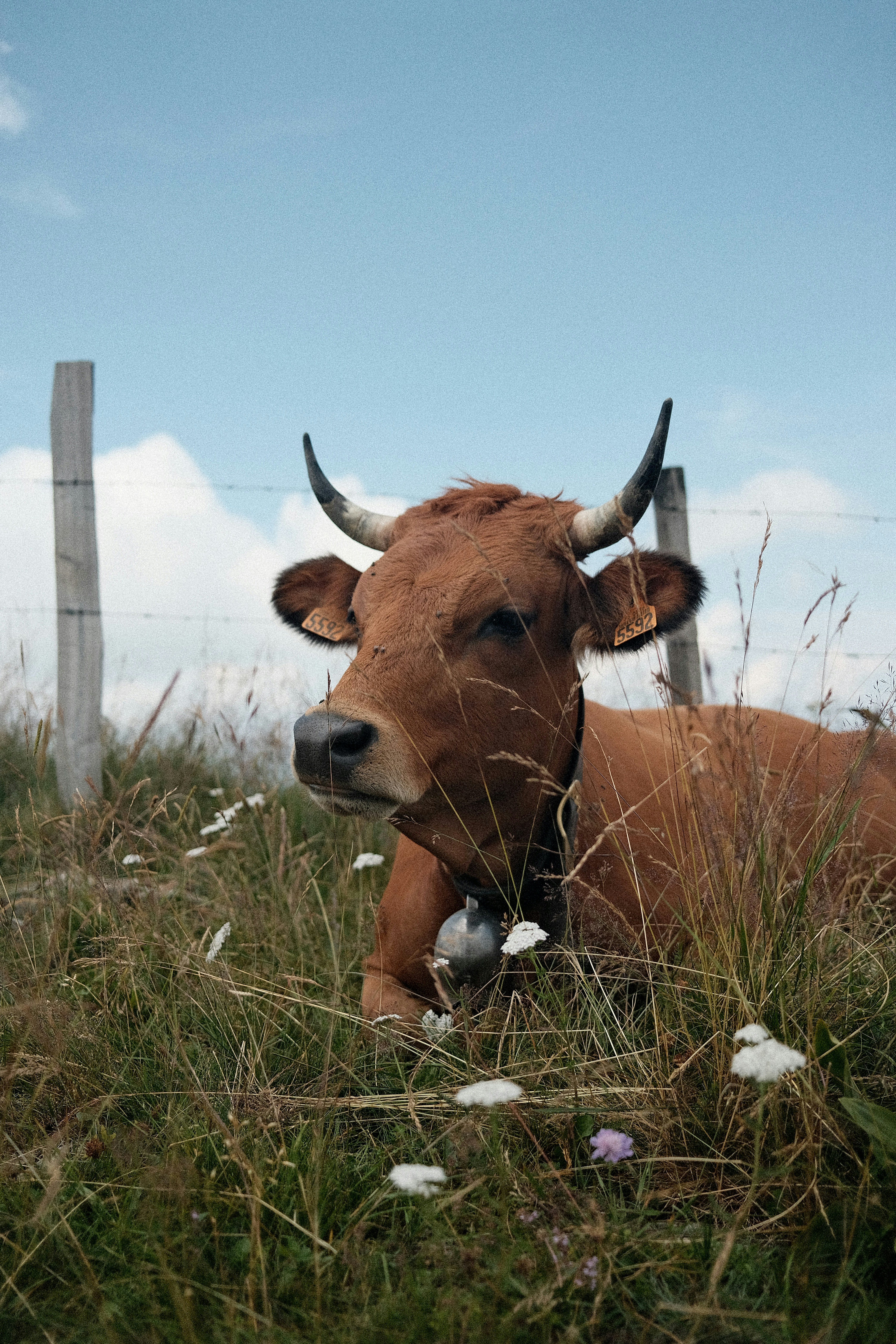 A brown cow laying down in a field