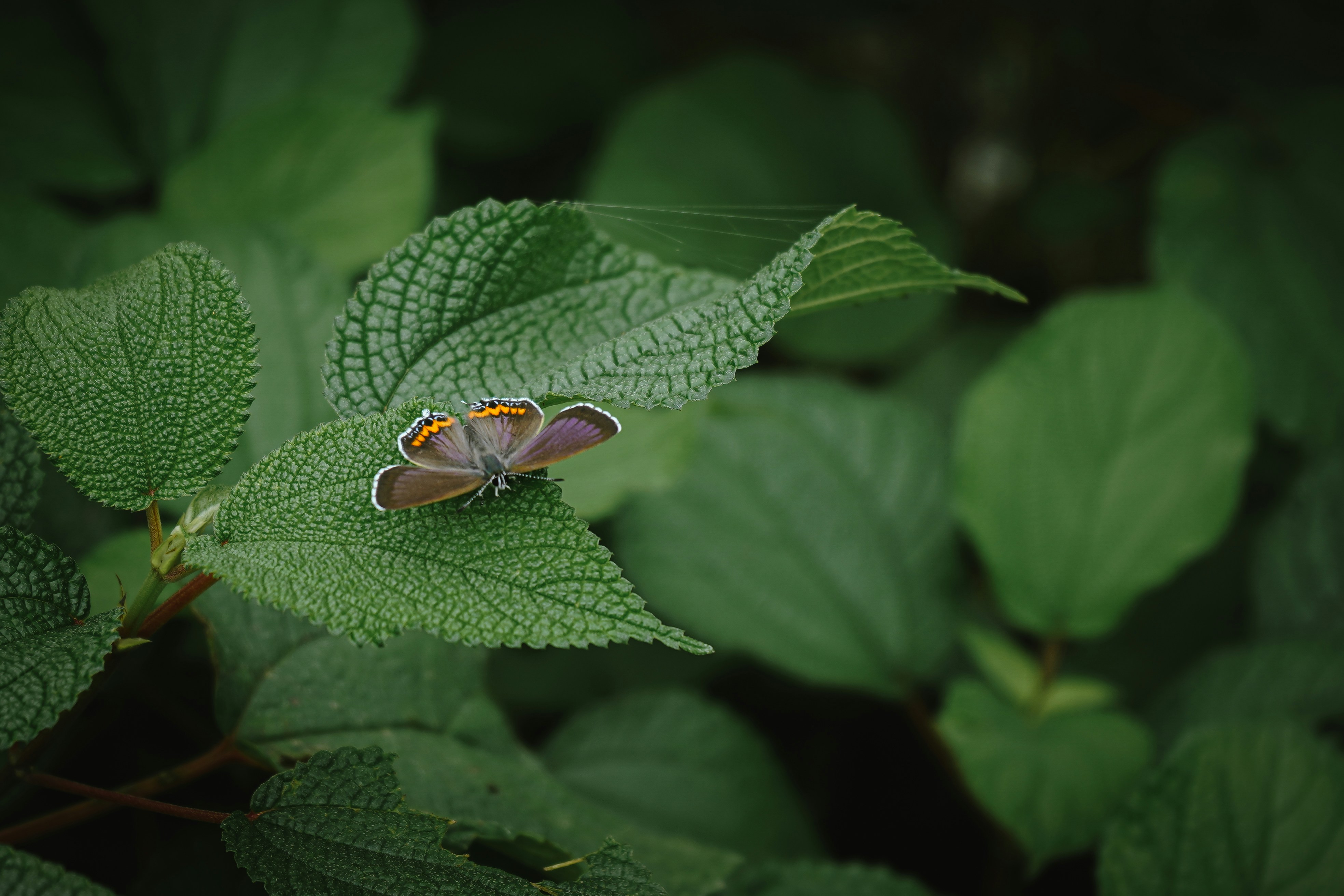 A close up of a leaf with a bug on it photo – Free Nature Image on Unsplash
