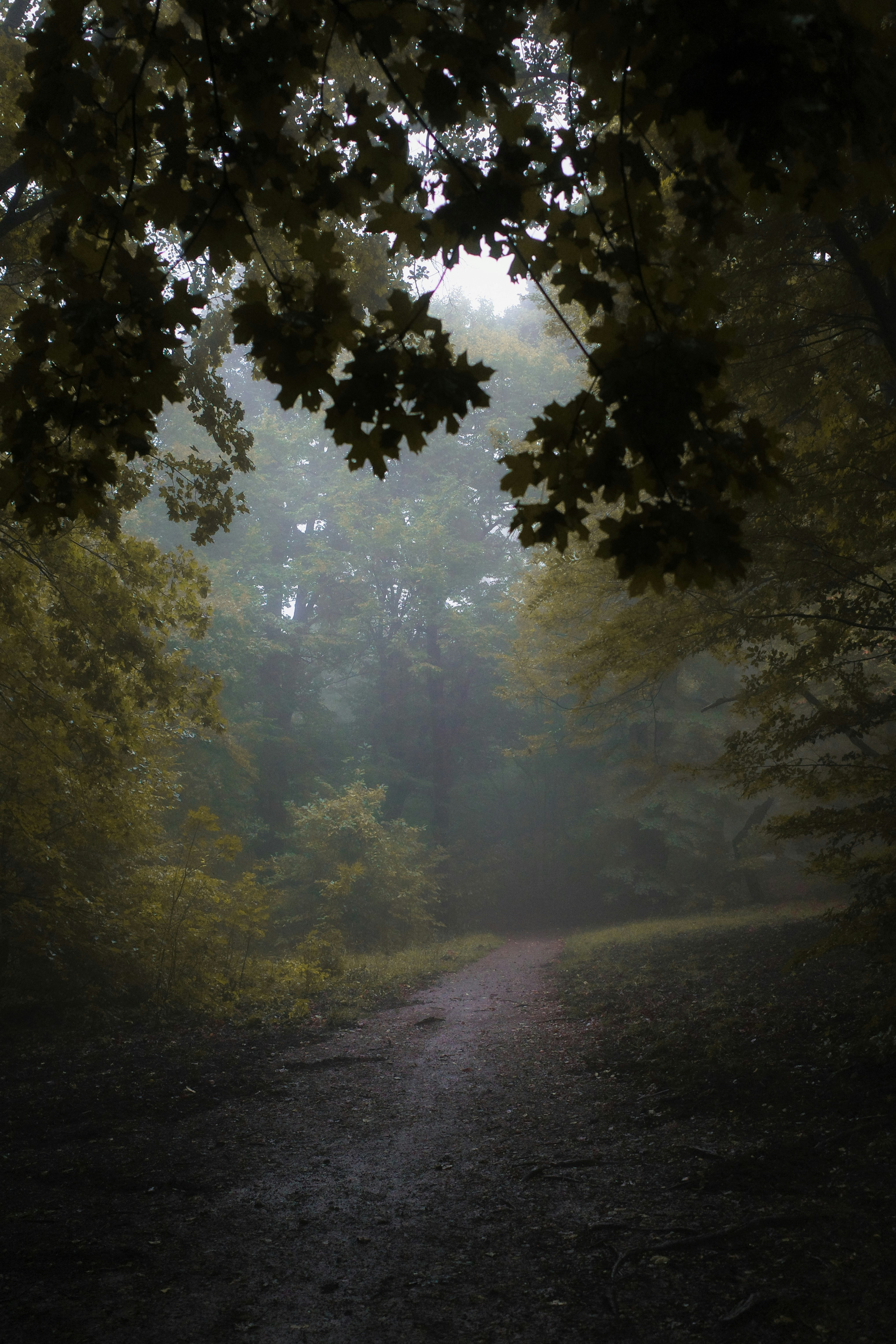 A path in the middle of a forest with fog photo – Free Budapest Image ...