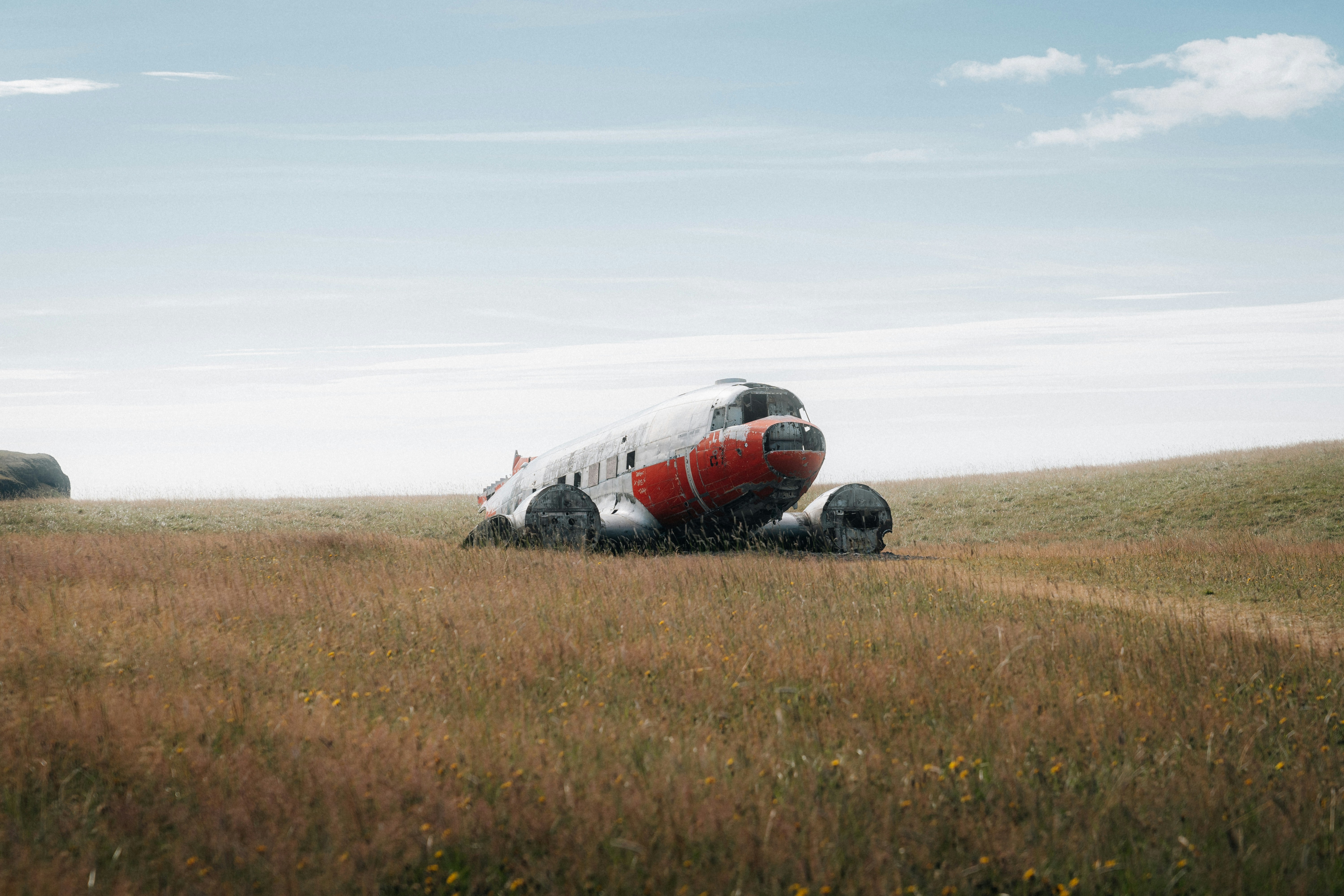 Red-nosed Relic in an Amber Prairie