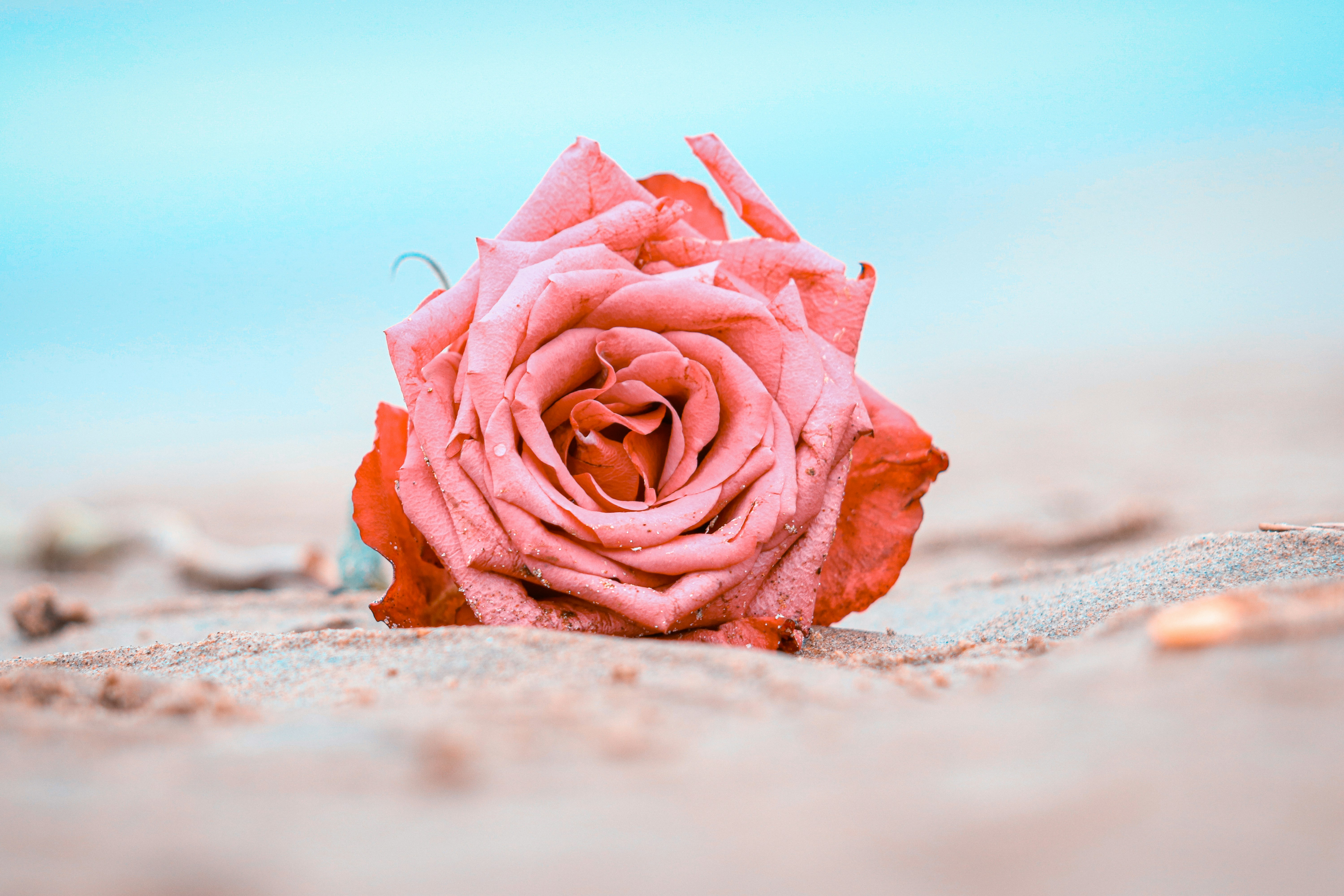 Petal on the Sand: a pink rose anchored by a turquoise seascape