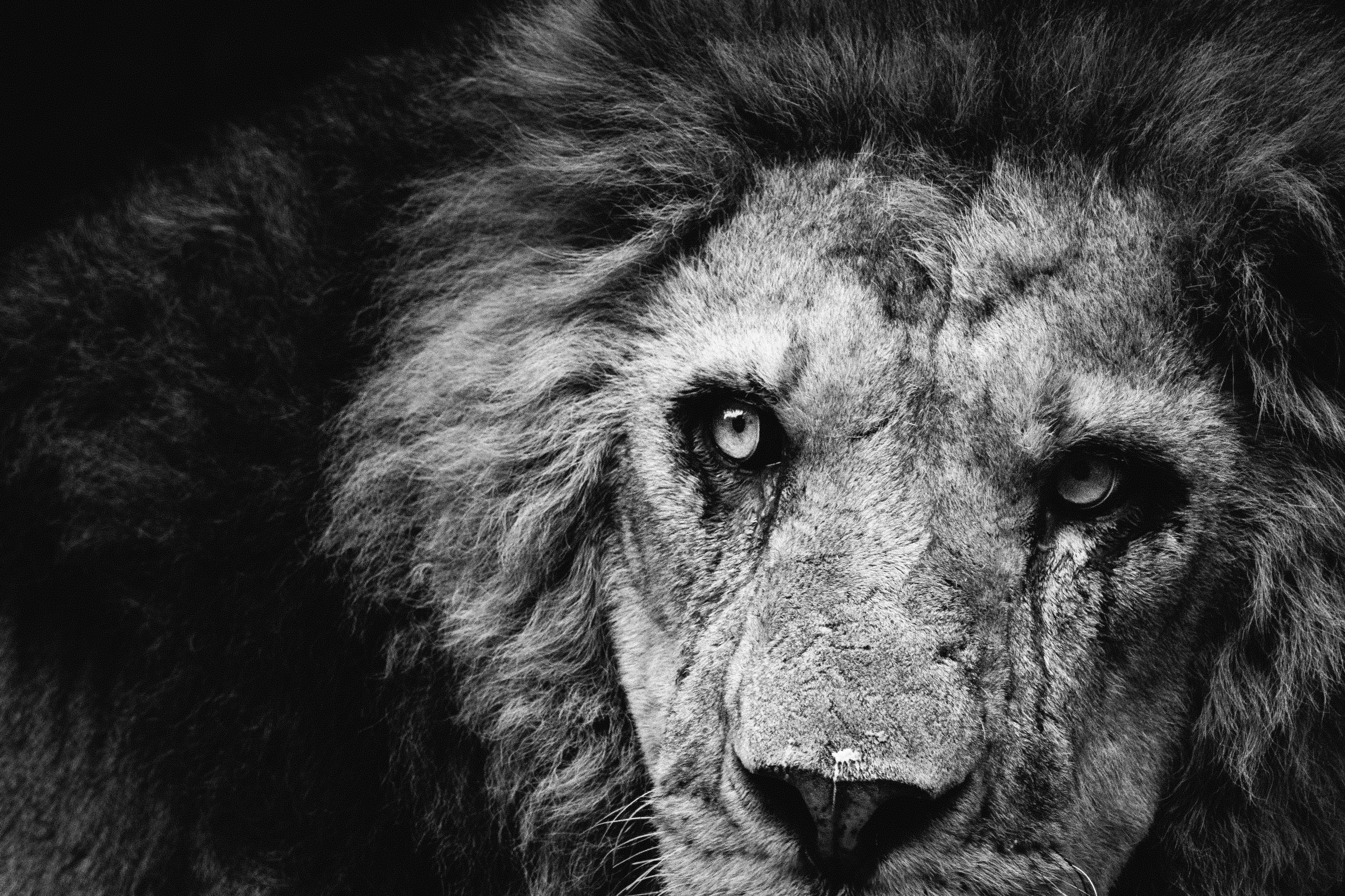 Lion Black And White Pictures | Download Free Images on Unsplash