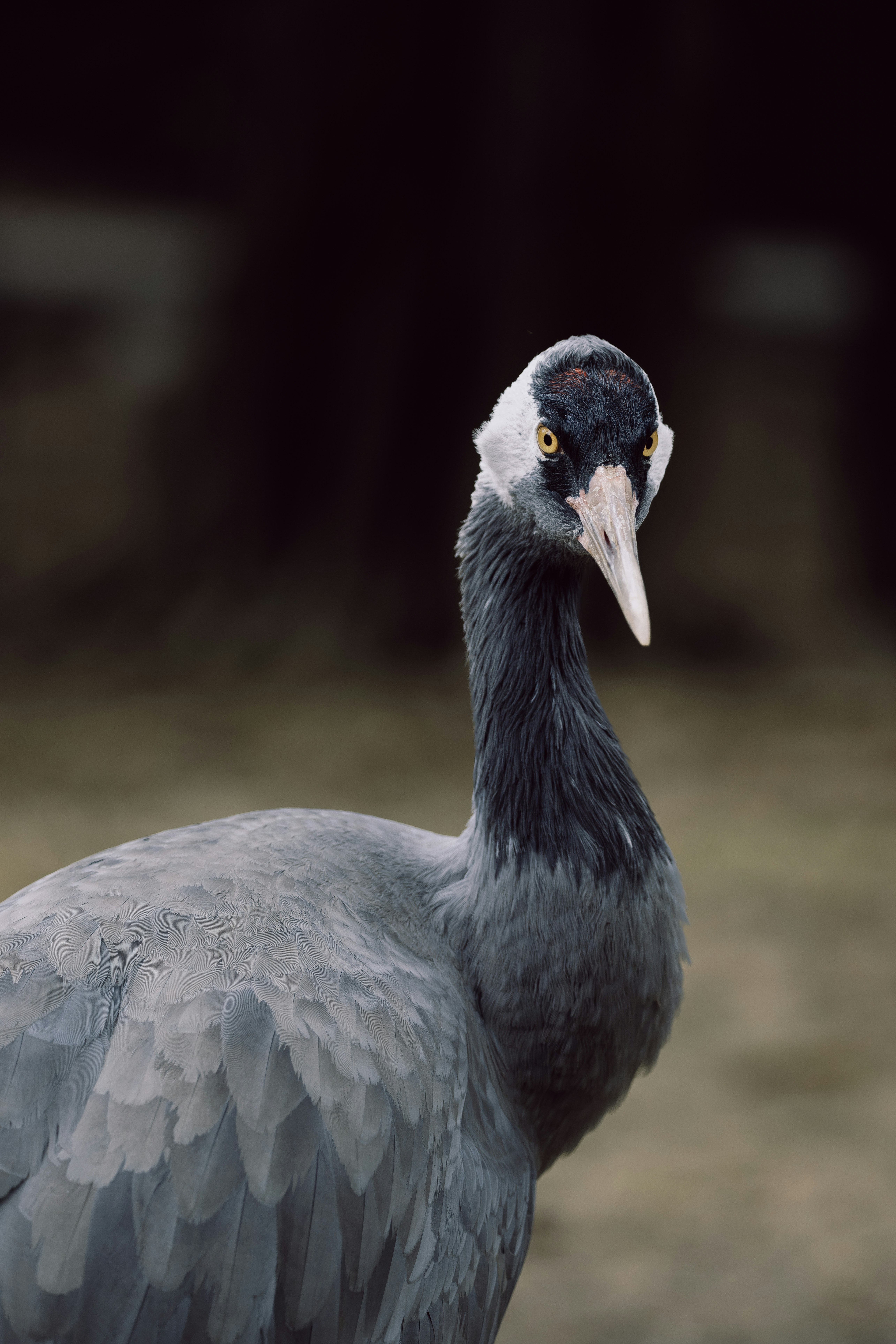 Gaze of the Gray Heron: A Quiet Portrait in Muted Marsh Light
