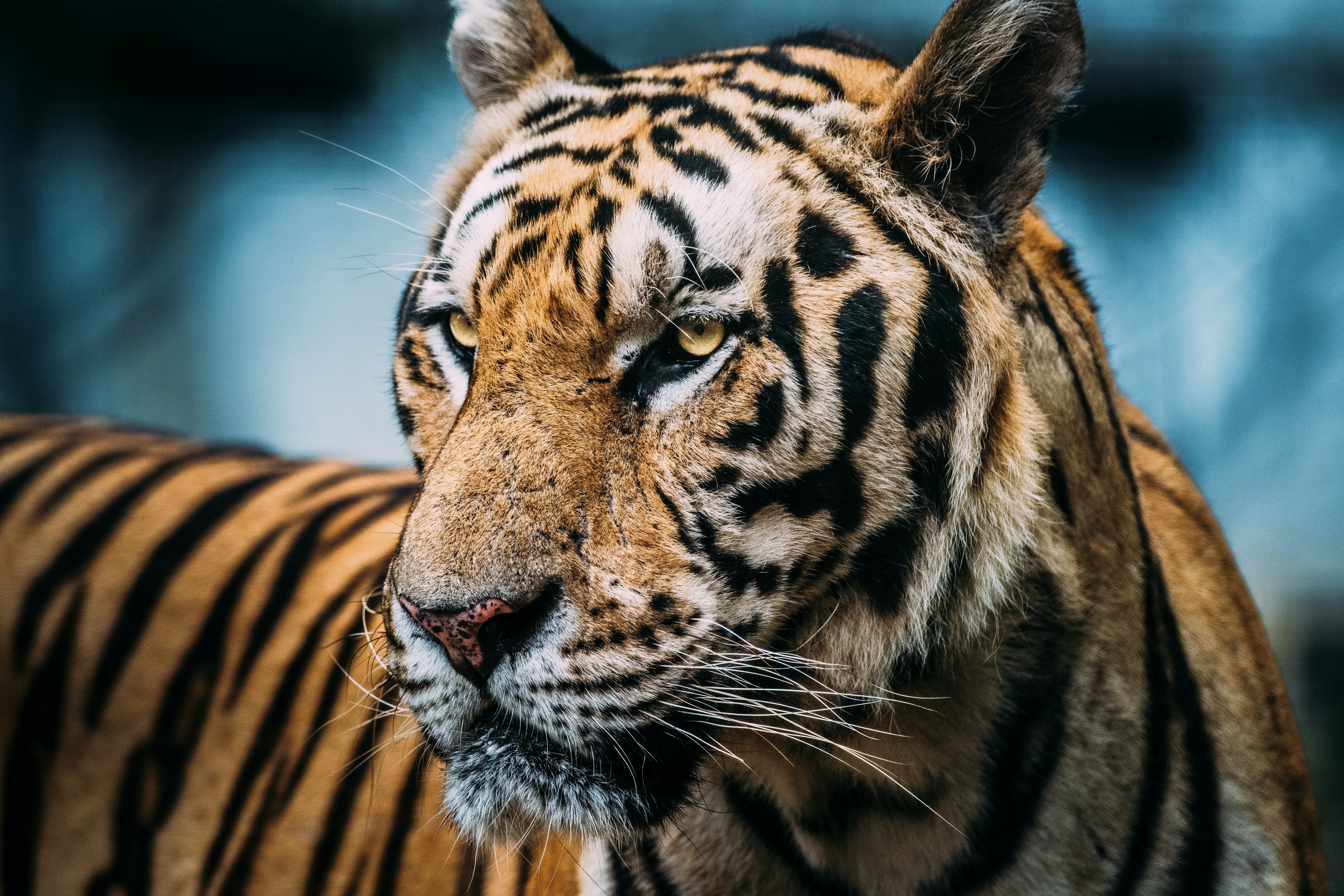 A close up of a tiger with a blurry background photo – Free Animal ...