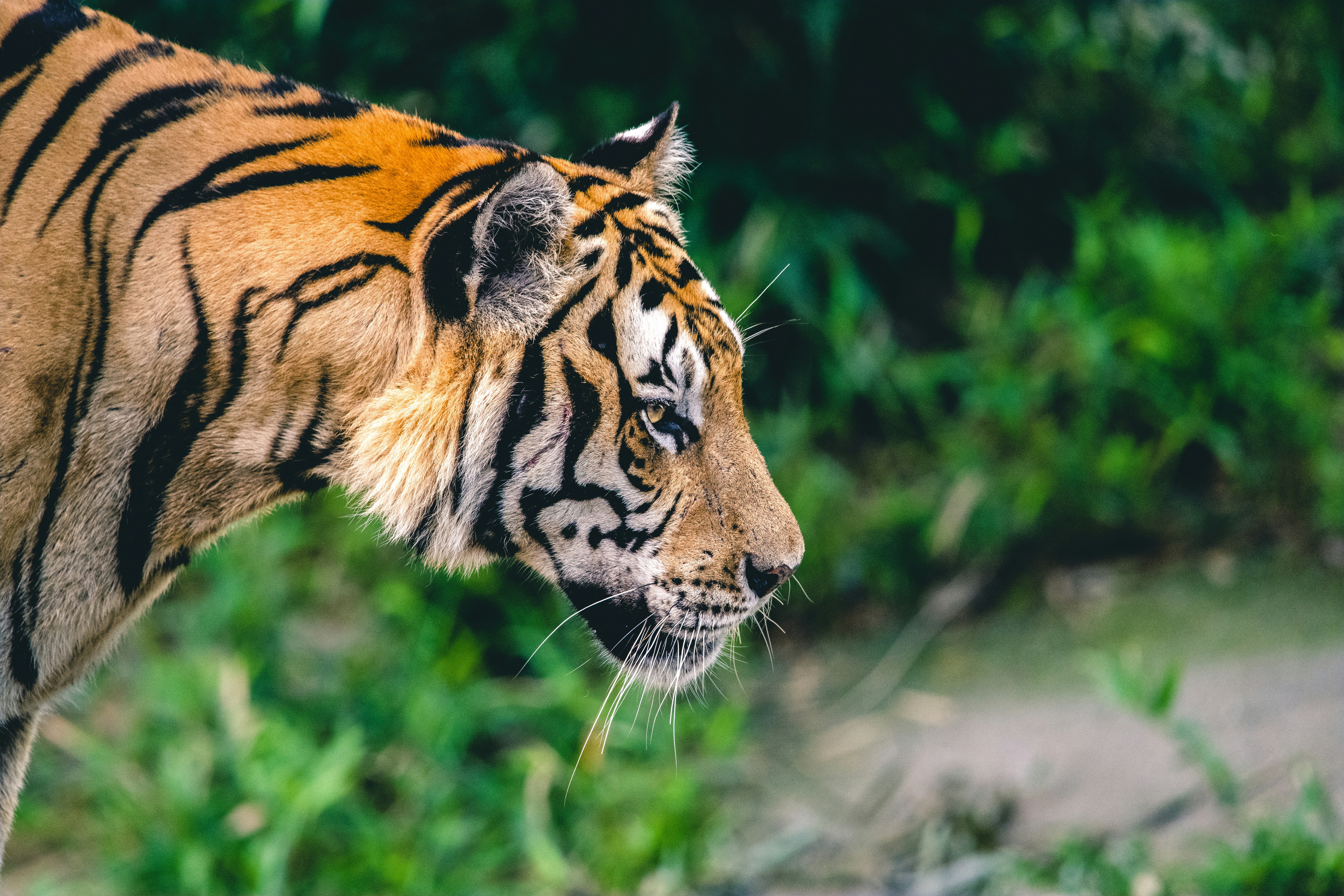 A close up of a tiger near some bushes photo – Free Animal Image on ...