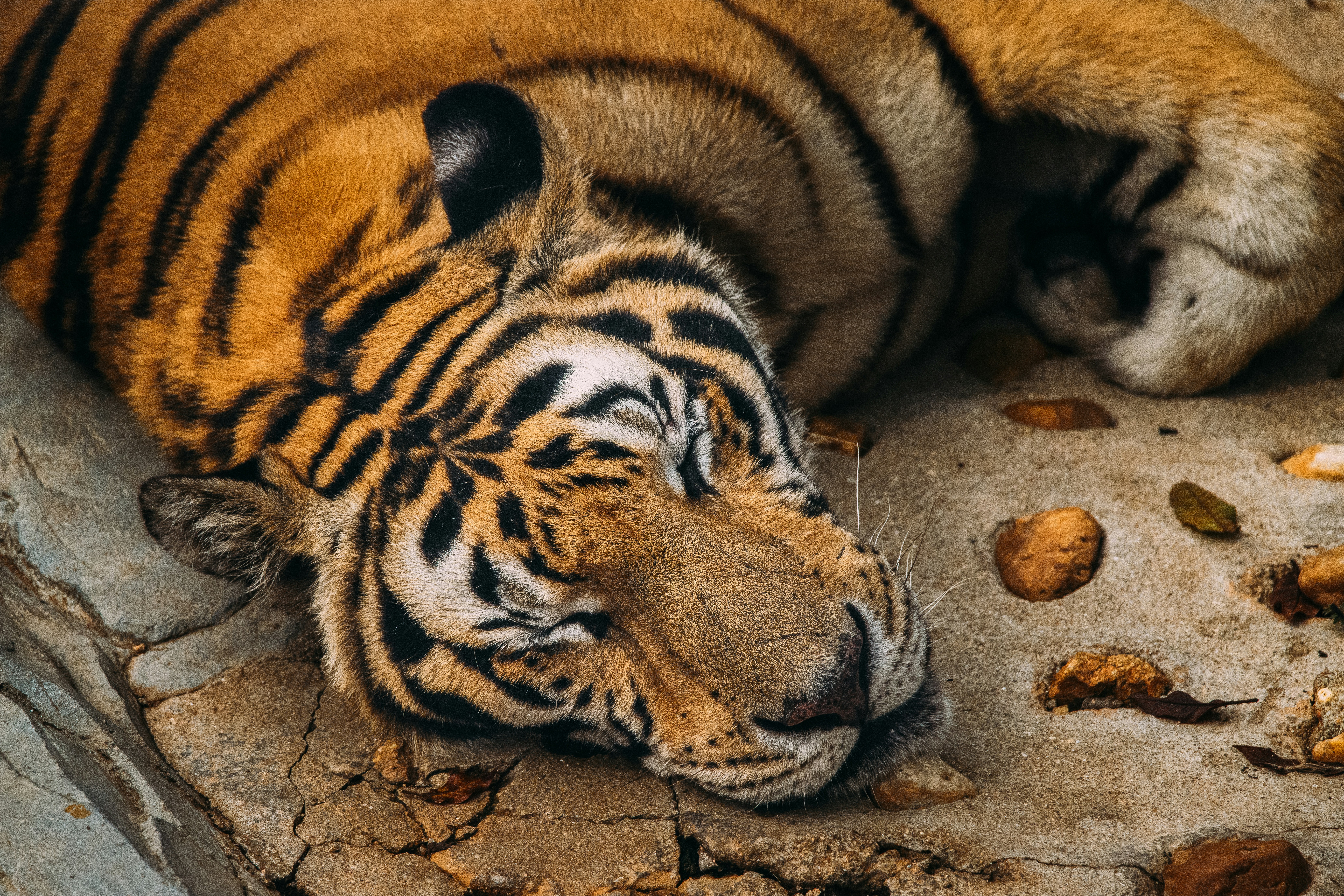 A tiger lies sleeping on a rocky surface, surrounded by fallen leaves, captured in a photograph. The image emphasizes textured fur and weathered stone in a quiet moment.
