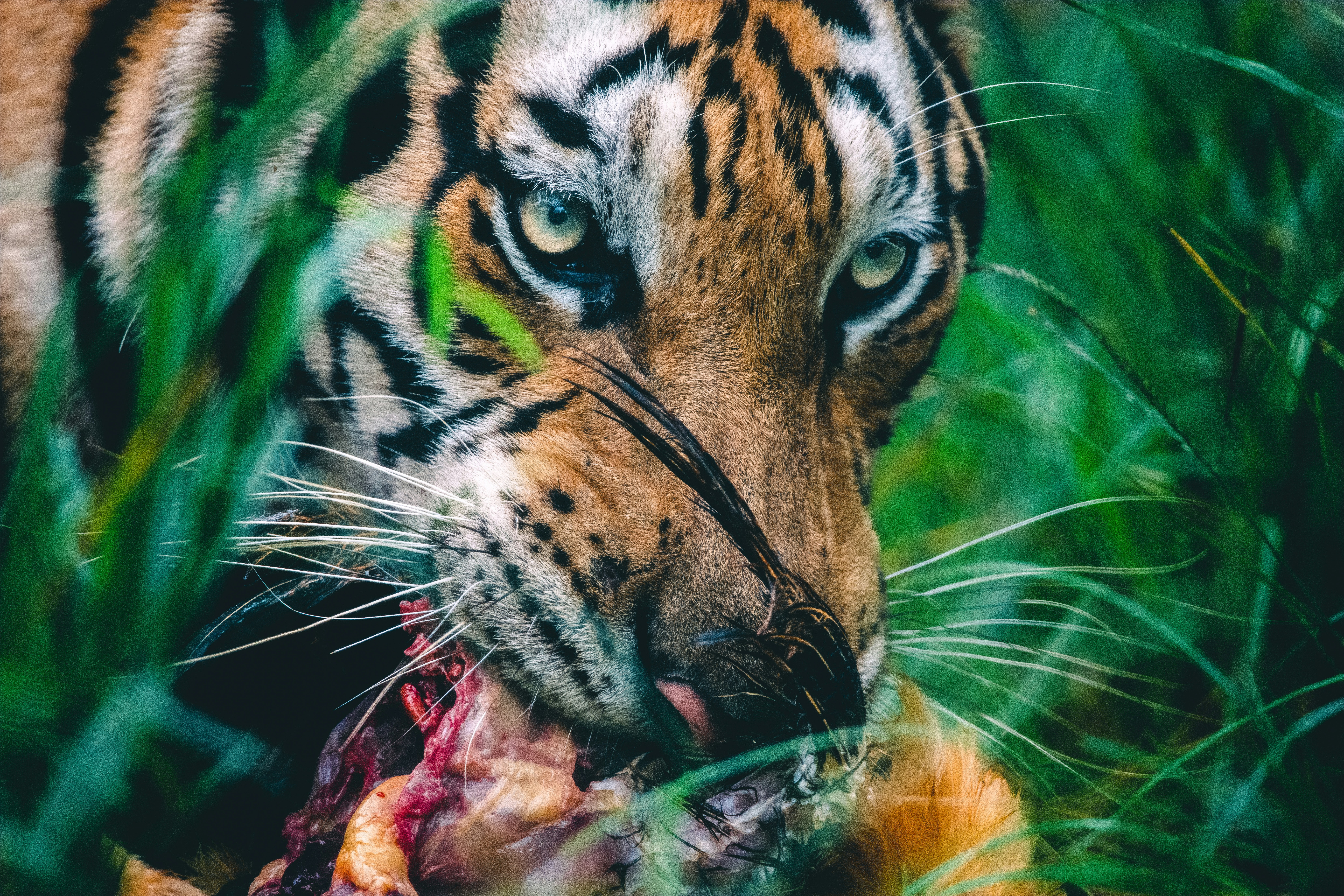 Emerald Veil: A Tiger's Intense Gaze Over a Fresh Kill