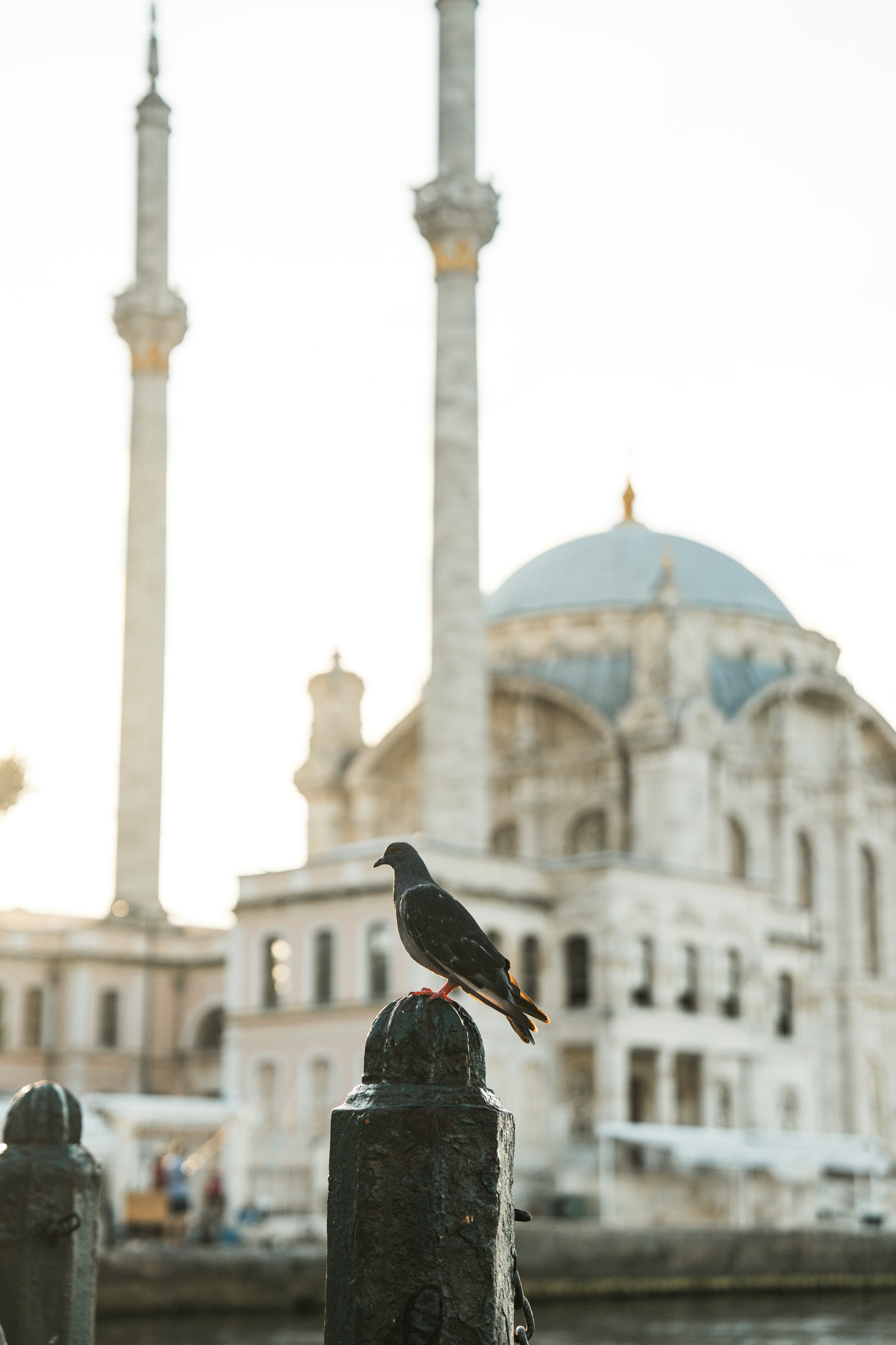 Pigeon on a Weathered Post Framing a Marble Mosque Backdrop