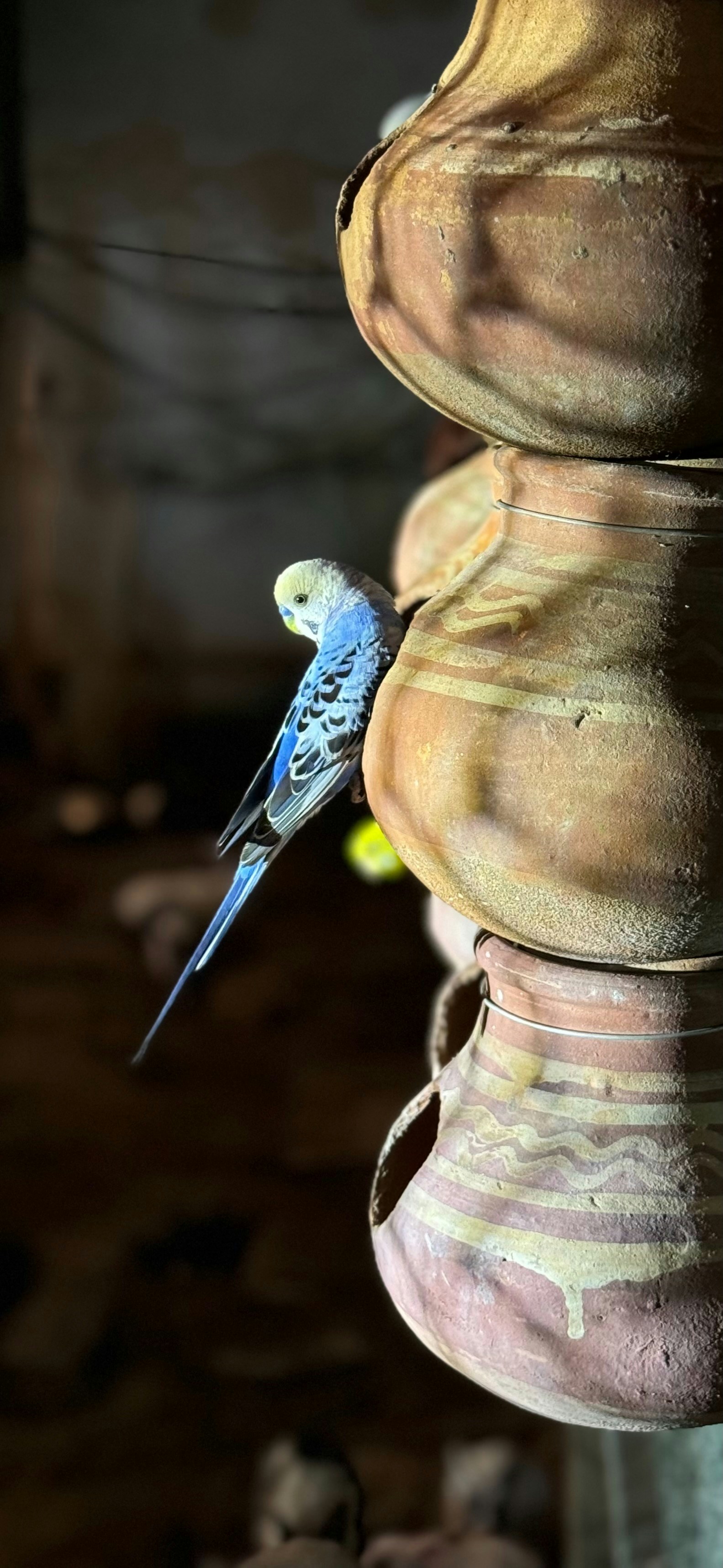 Azure Parakeet Perches on a Weathered Terracotta Finial
