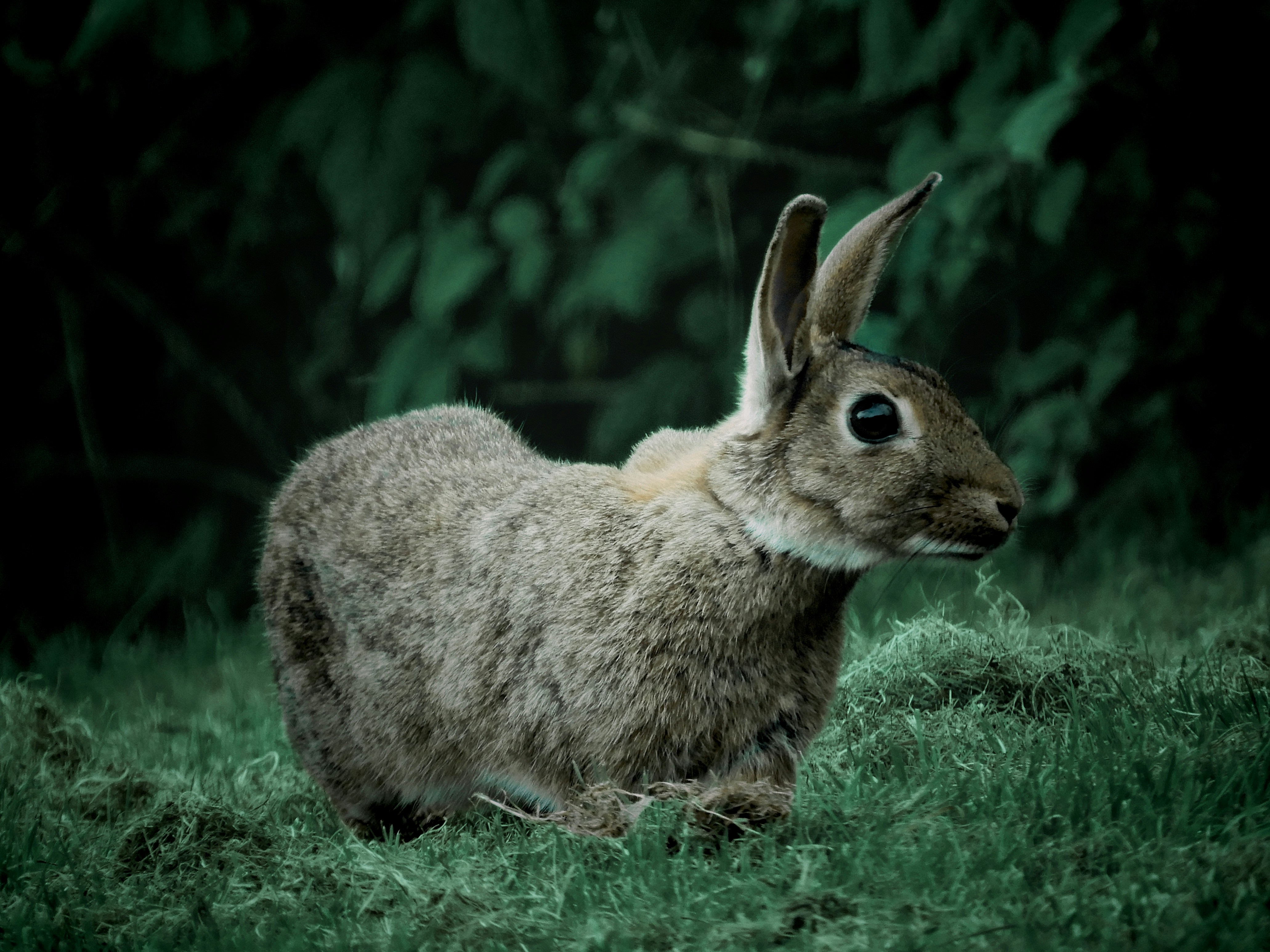 Night of the Lepus - by Amy Abbott