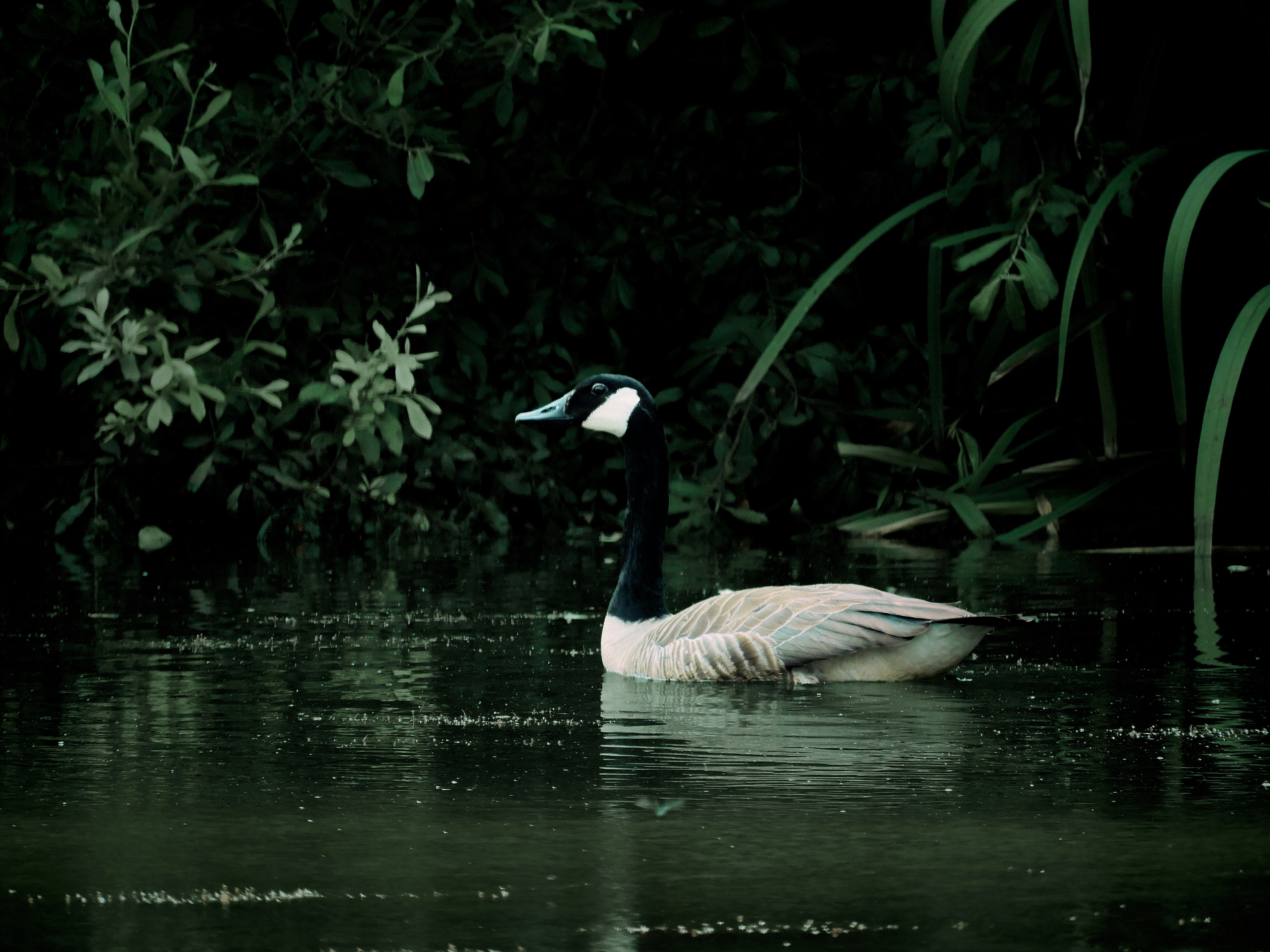 Canada goose glides across a dark, reflective pond, with dense vegetation framing the scene.