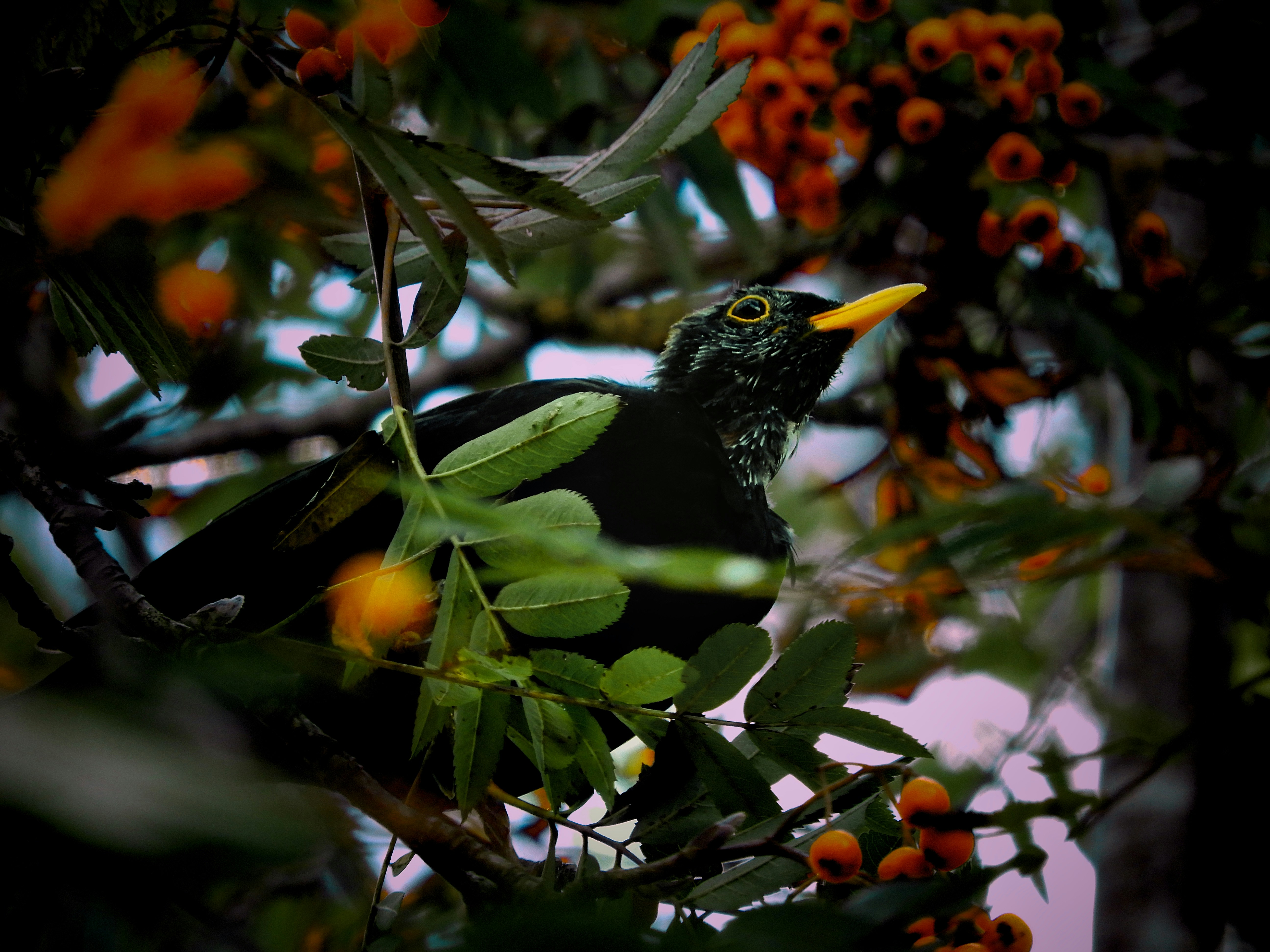 A blackbird sitting in a rose berry tree.