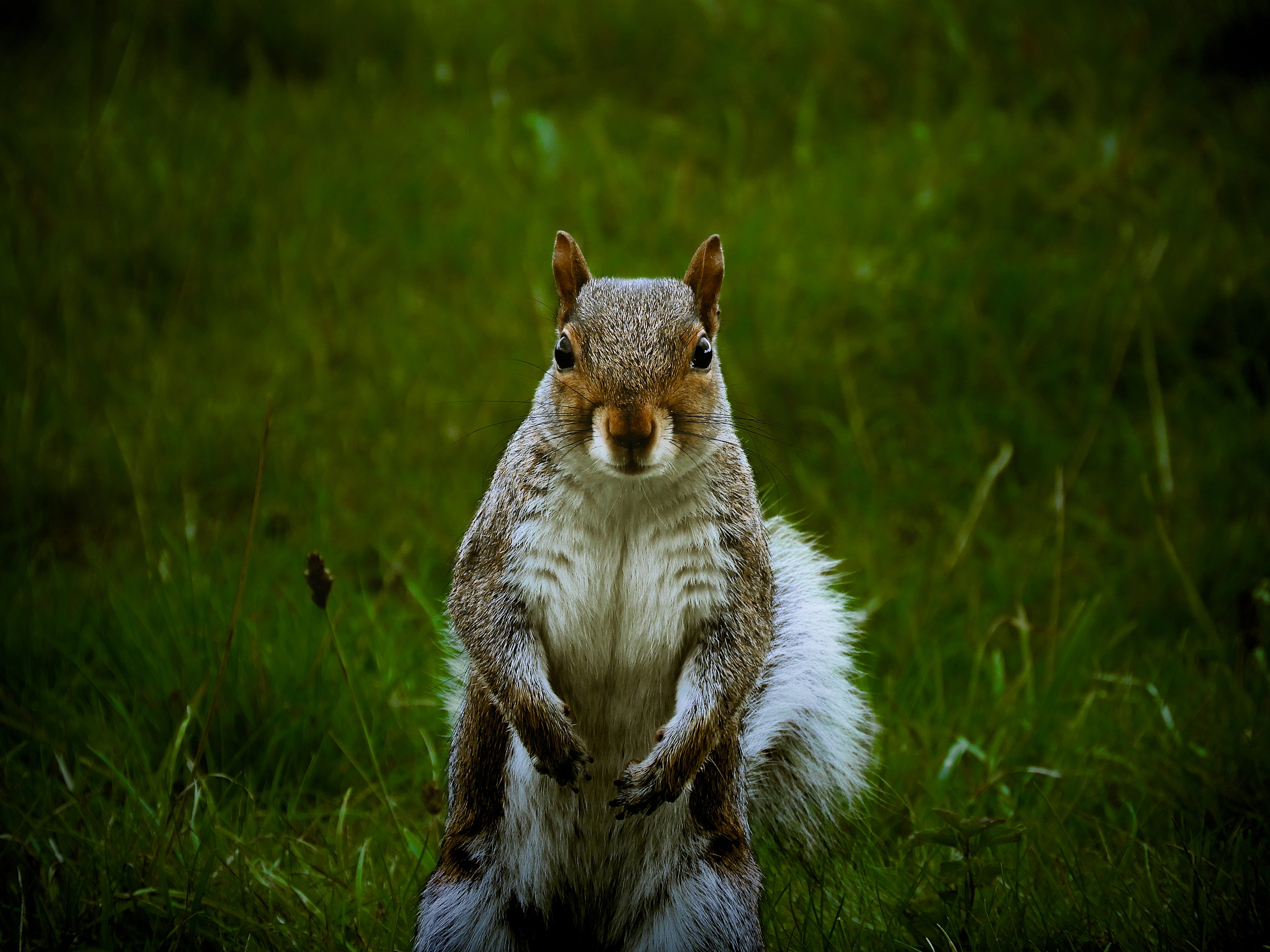 A lone grey squirrel standing in a grass field staring at the camera.