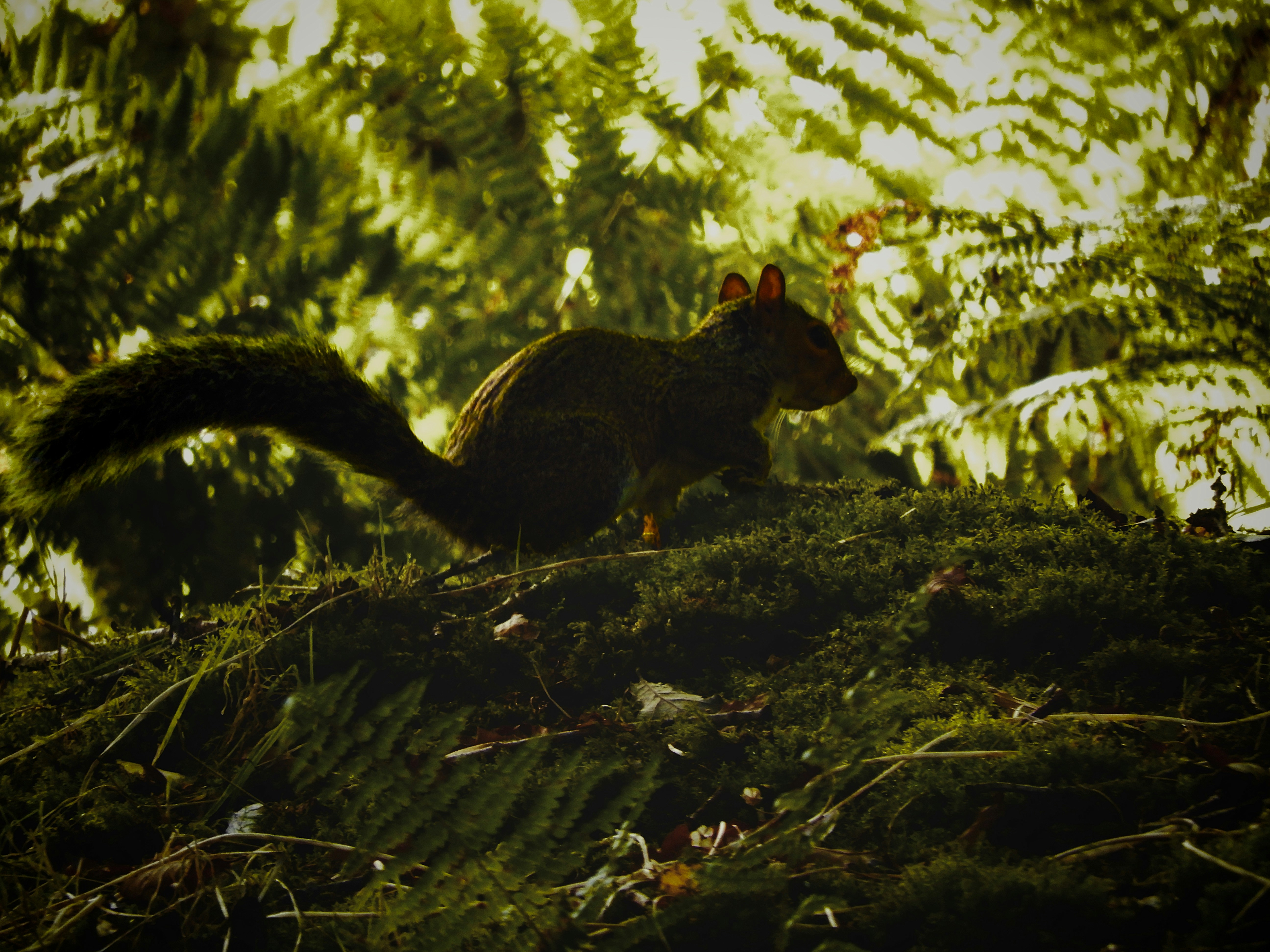 A lone grey squirrel in the woods.