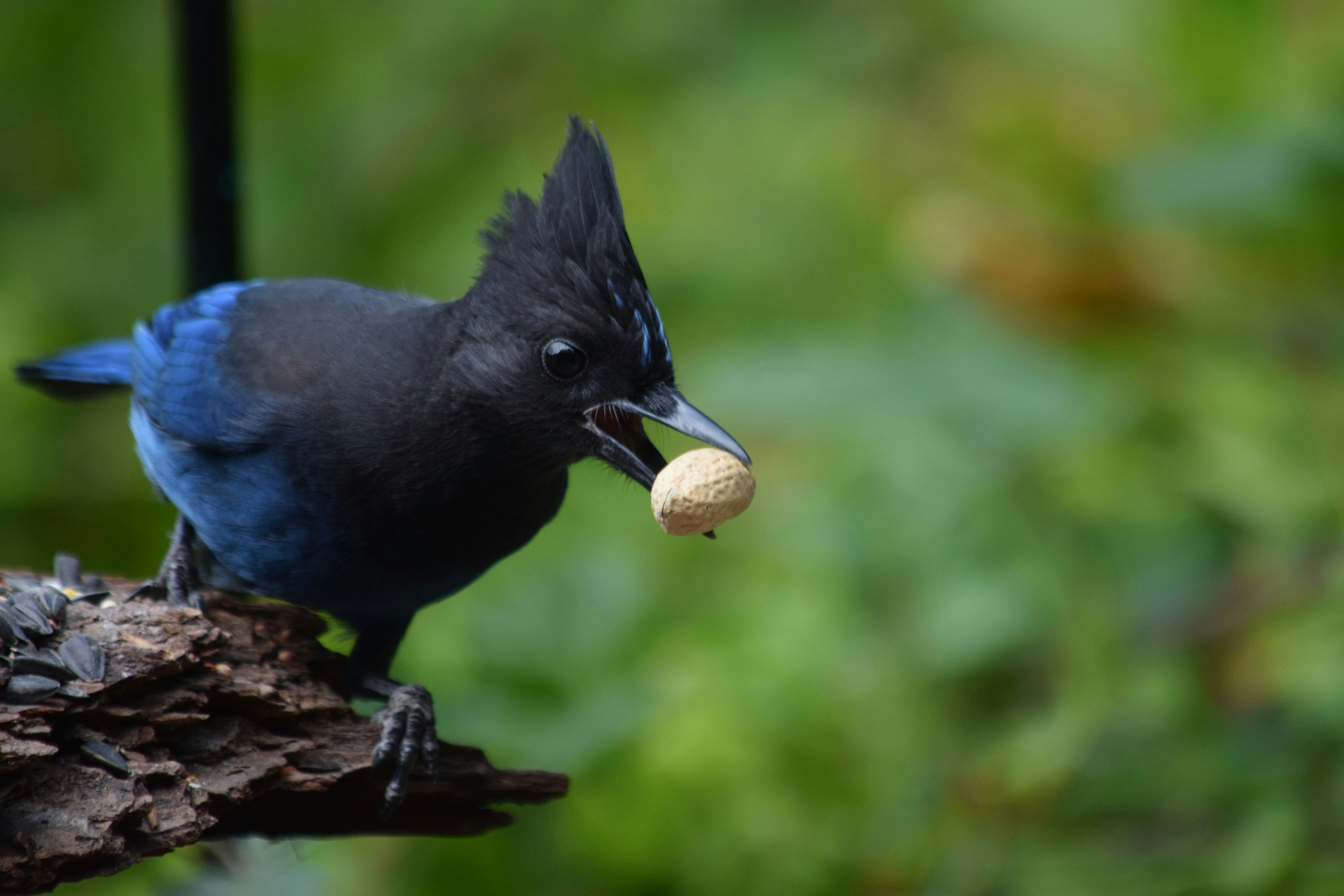 Nut Courier on a Weathered Log: A Blue Jay's Precise Pause