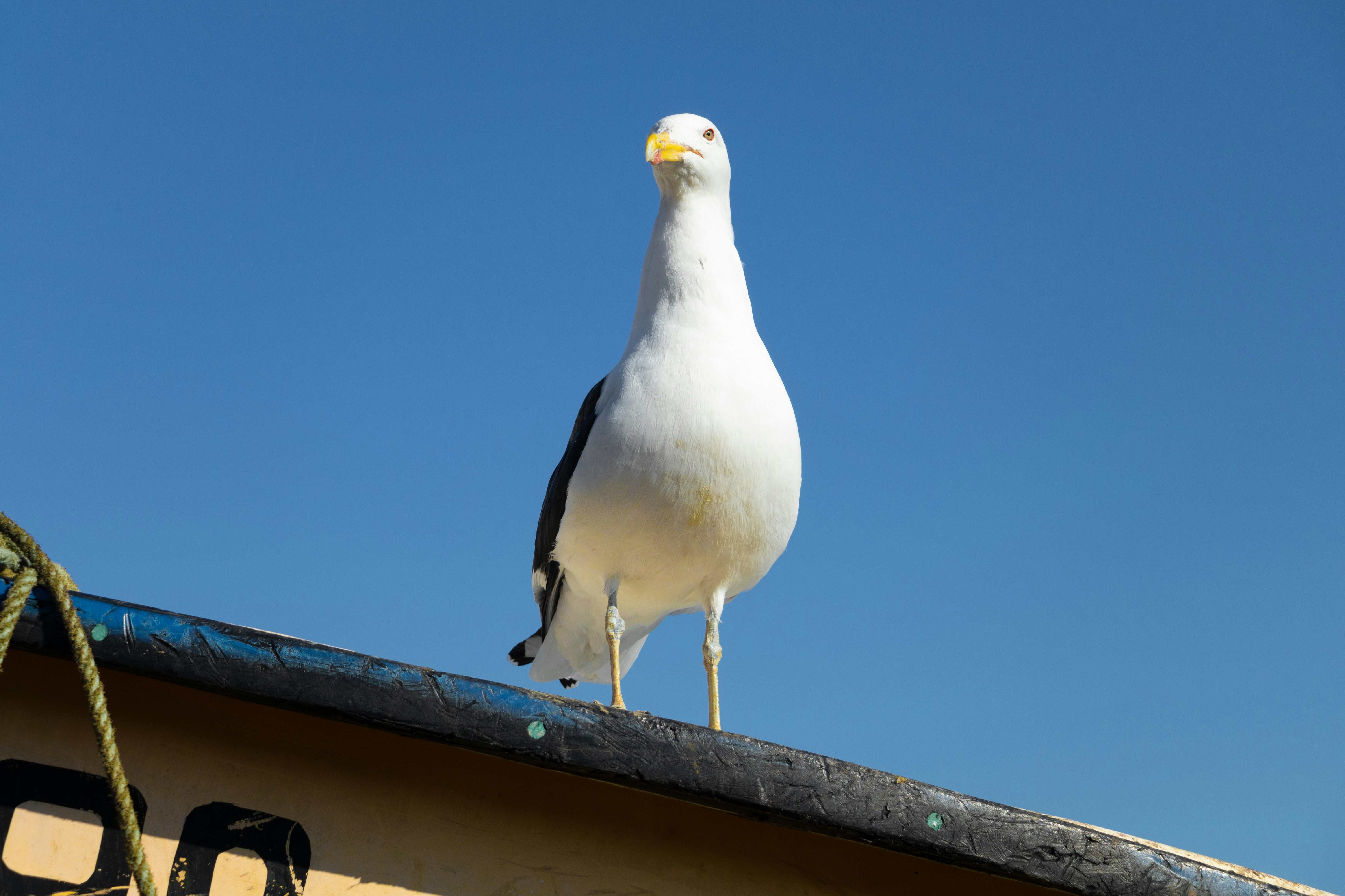 Photo by PENGXUAN HU with Canon EOS 80D