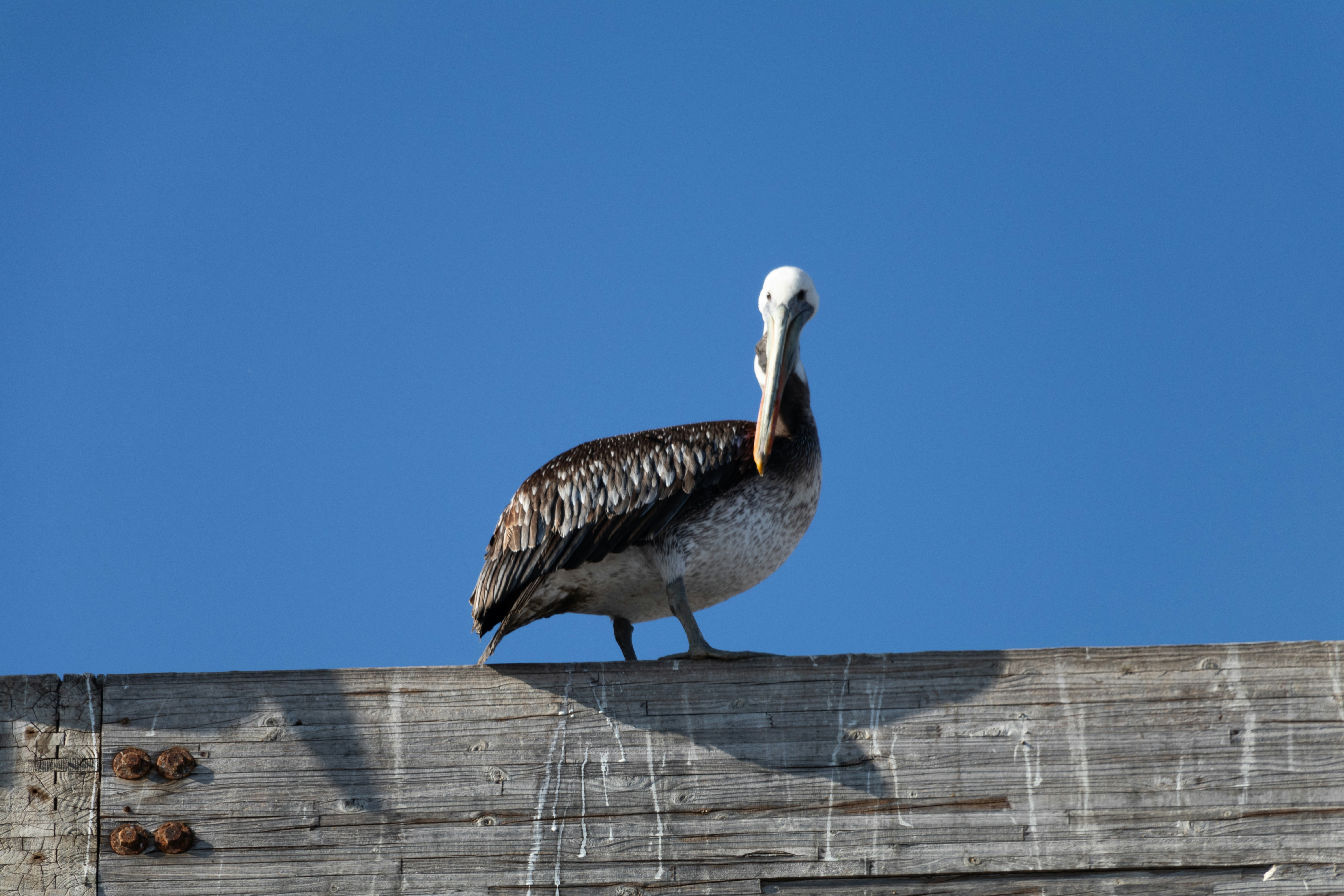 Blue Sky Sentinel: Pelican on a Weathered Beam