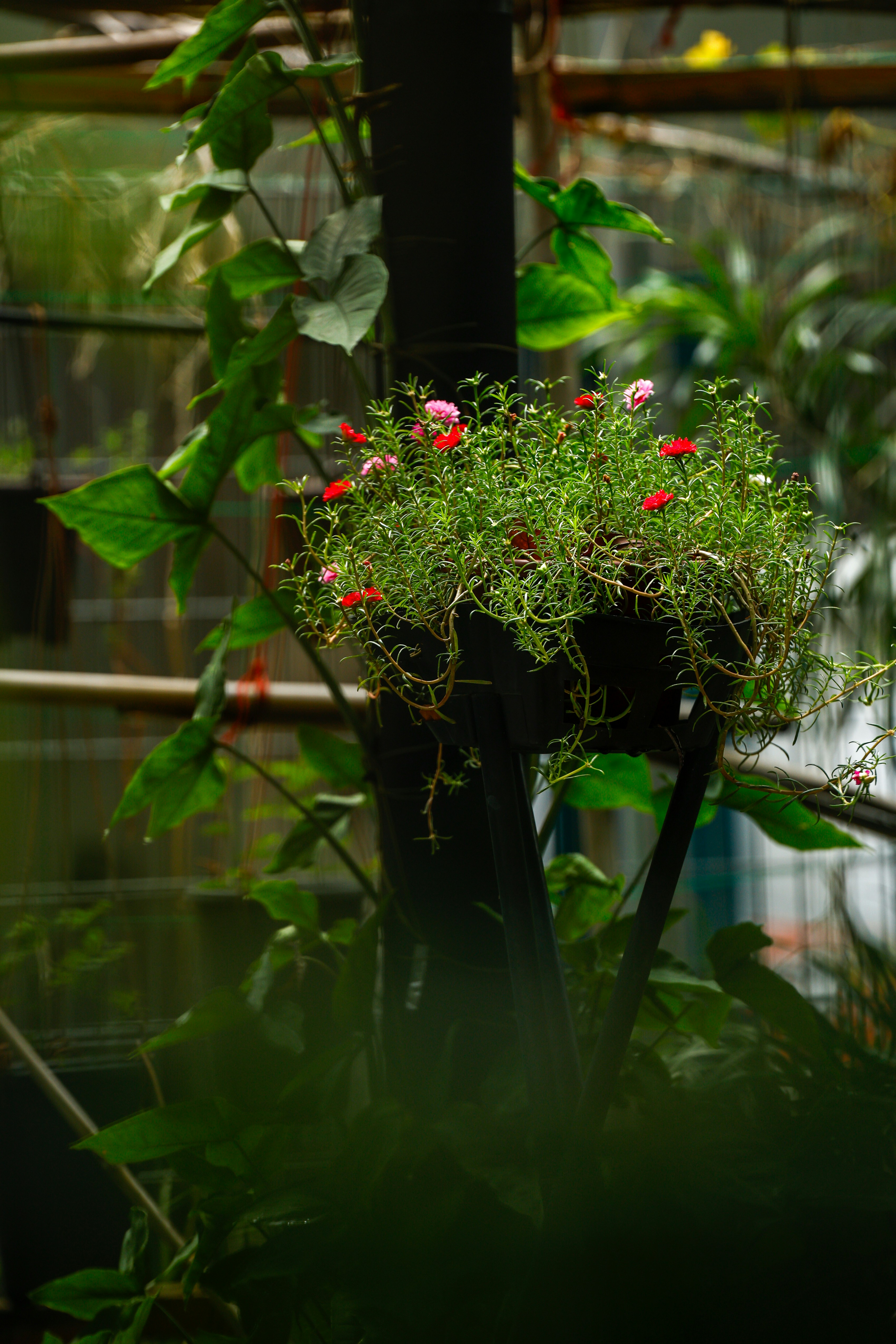 Cradled Blooms: Red Petals Framing Greenery in a Glasshouse