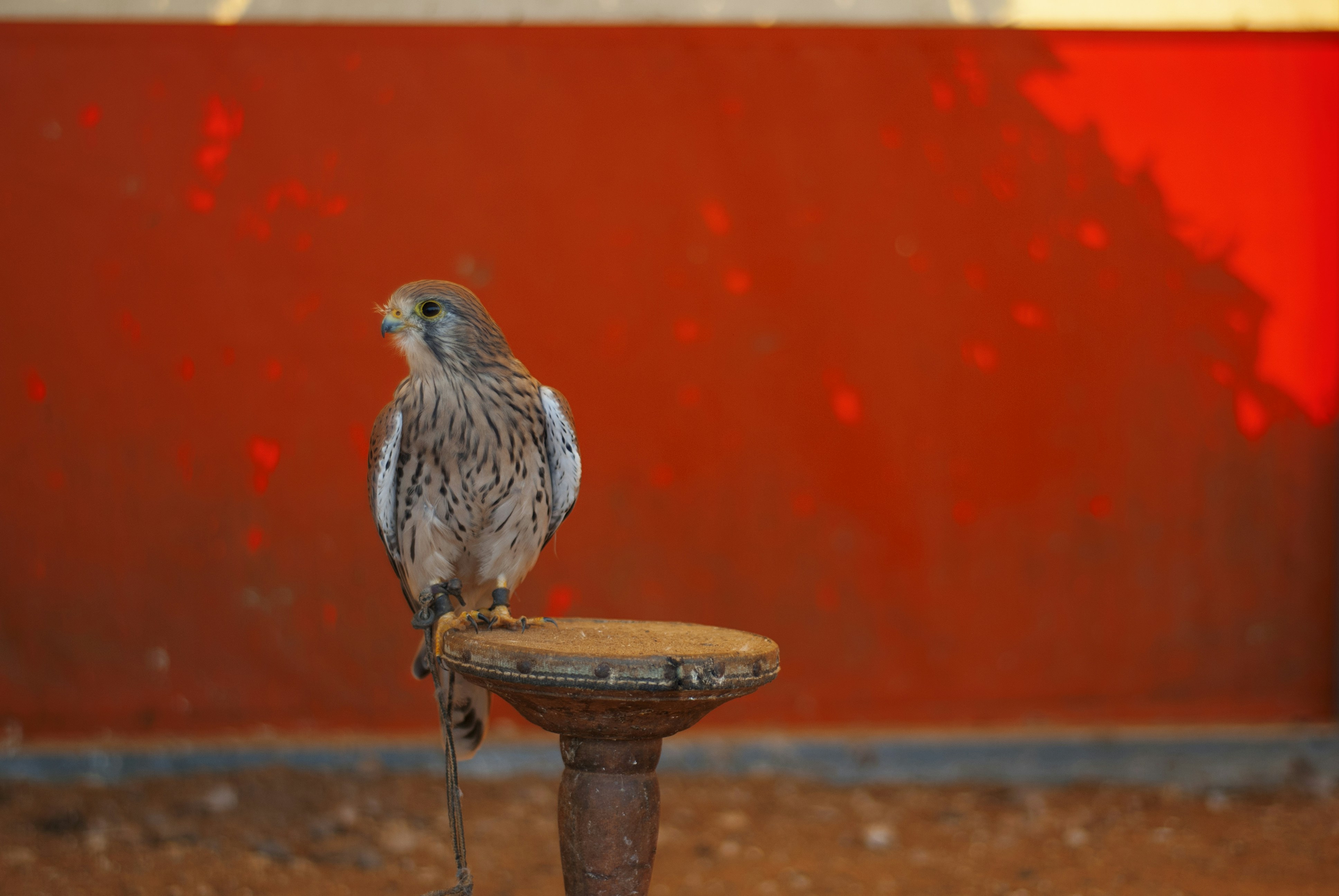 Raptor on a Weathered Pedestal Beneath a Fiery Red Wall