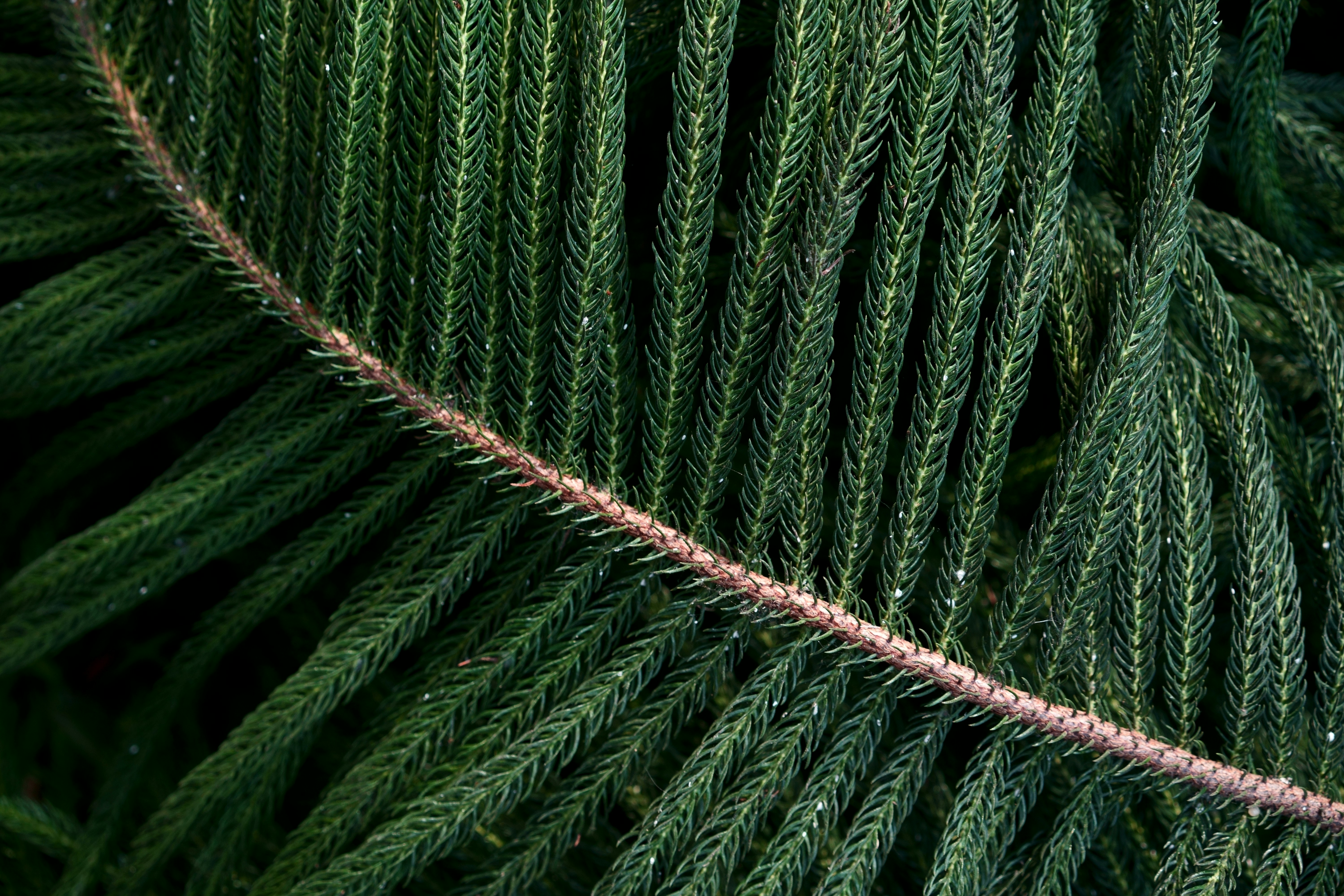Crimson Thread Across Emerald Fronds: A Macro Study of Texture and Line