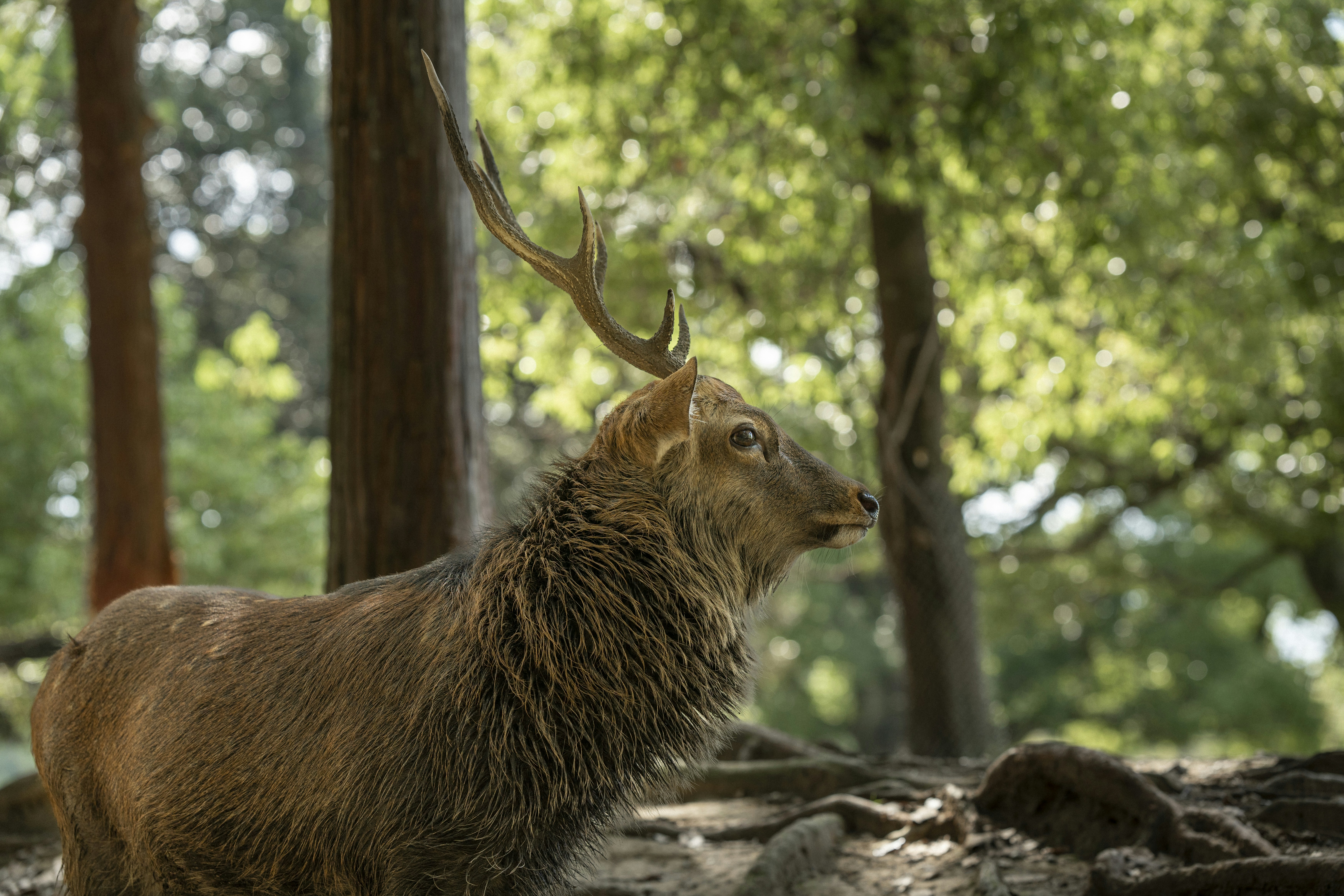 Deer with impressive antlers standing amidst tall trees in a sunlit forest.
