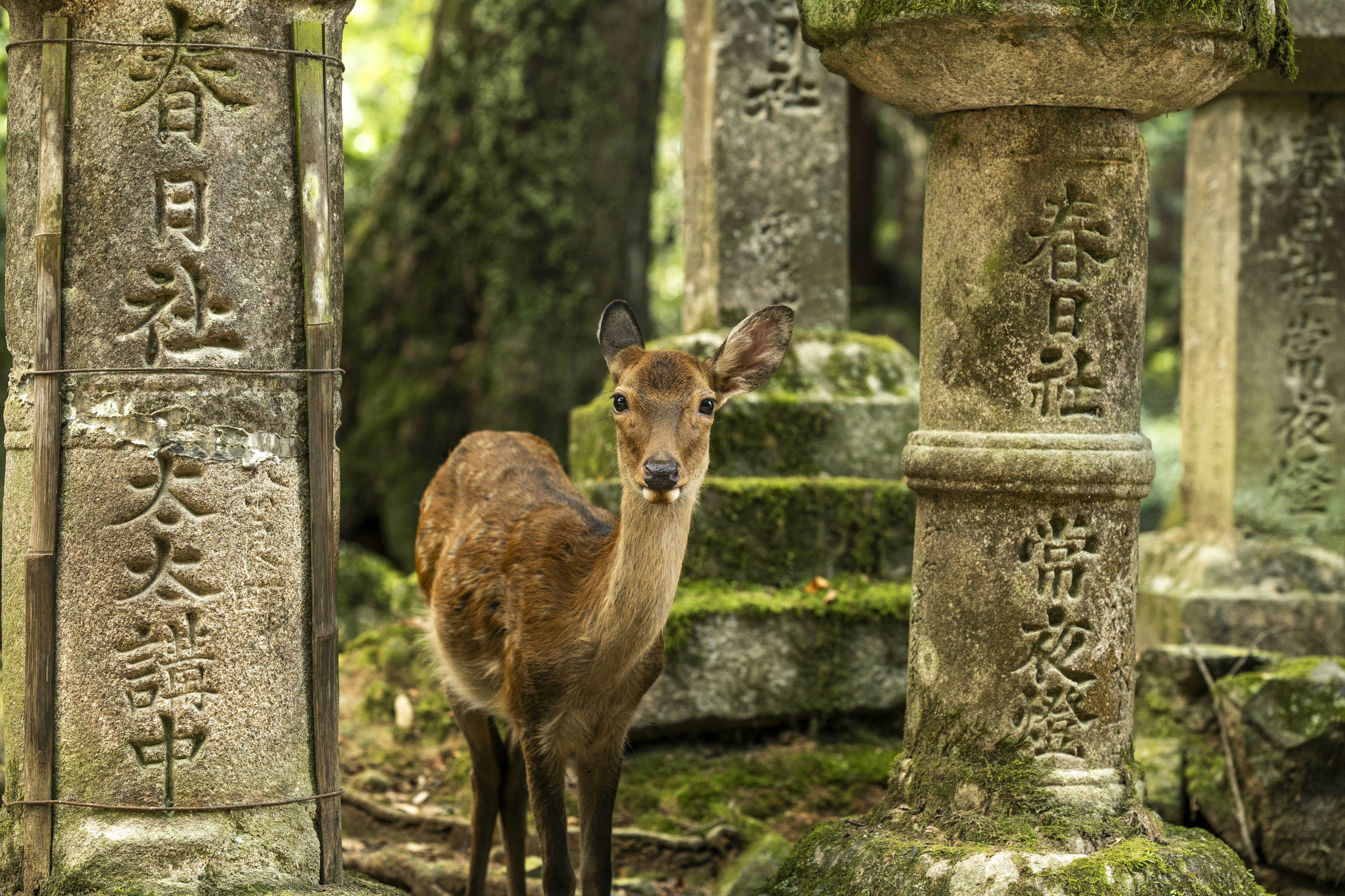 Photograph of deer in Nara Park, Japan. The aim is to capture the authenticity of these extraordinary animals. Visit my portfolio 👉 maxencepira.pro