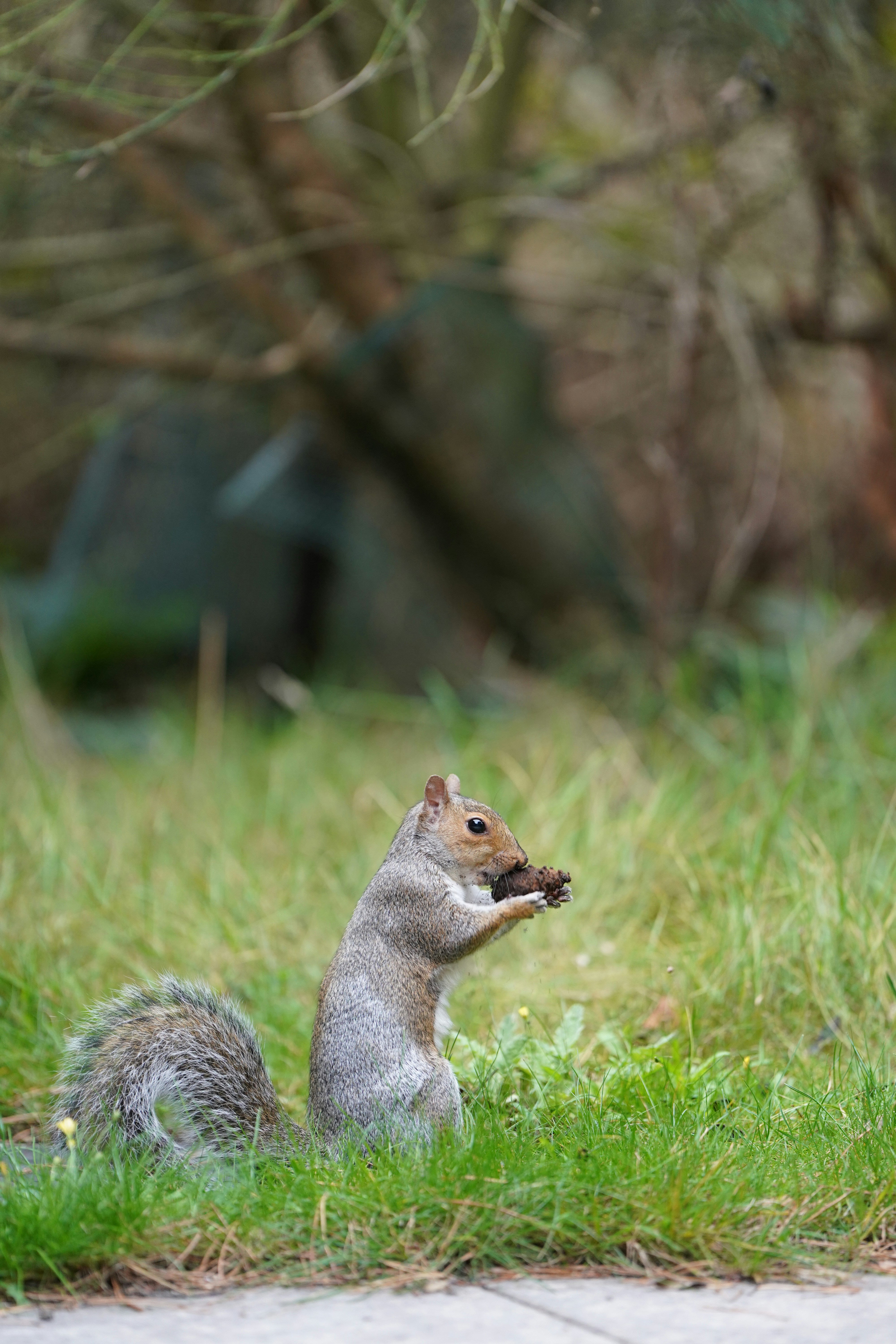 A squirrel sitting in the grass eating something