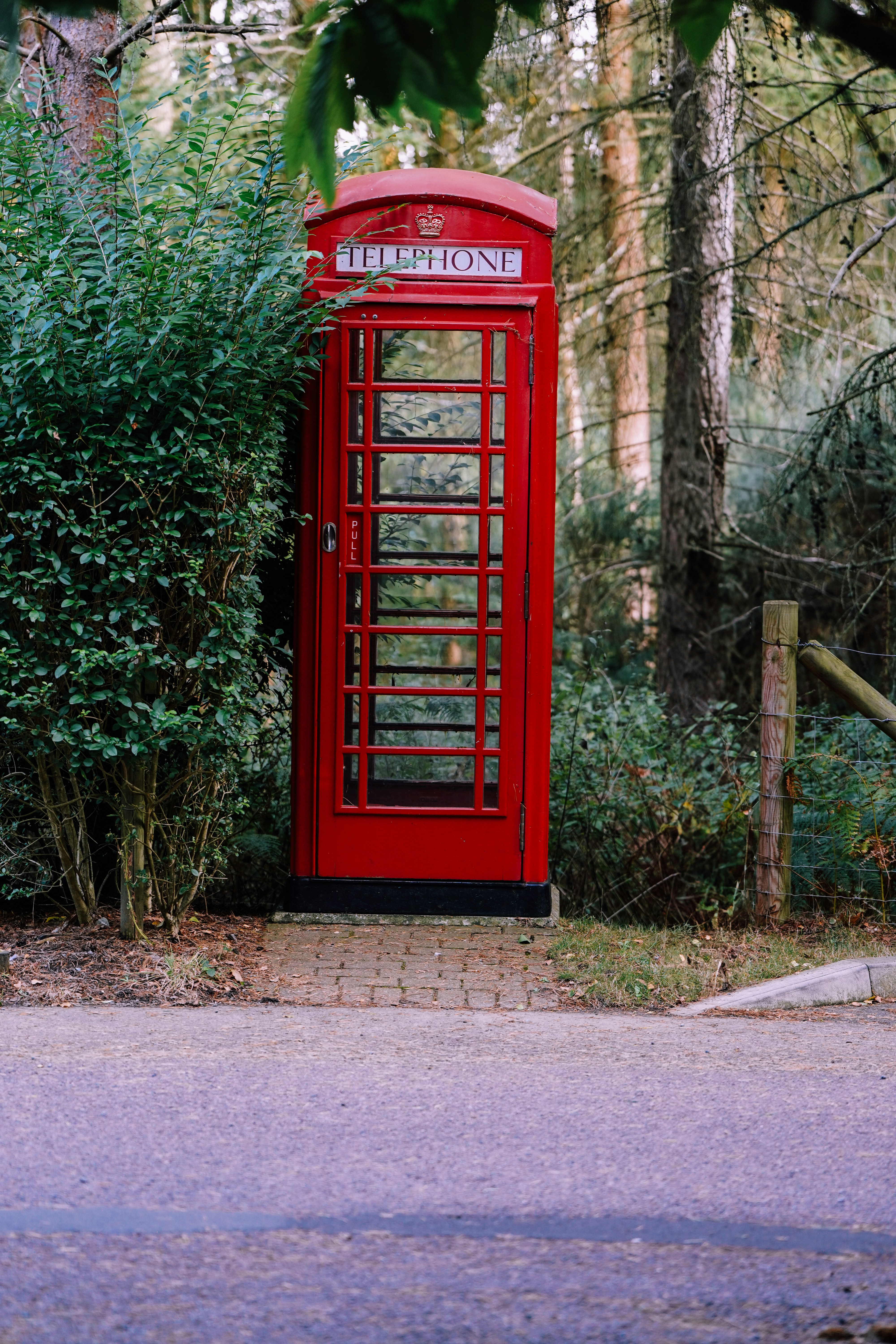 Red Telephone Box Nestled Between Ferns and Pines