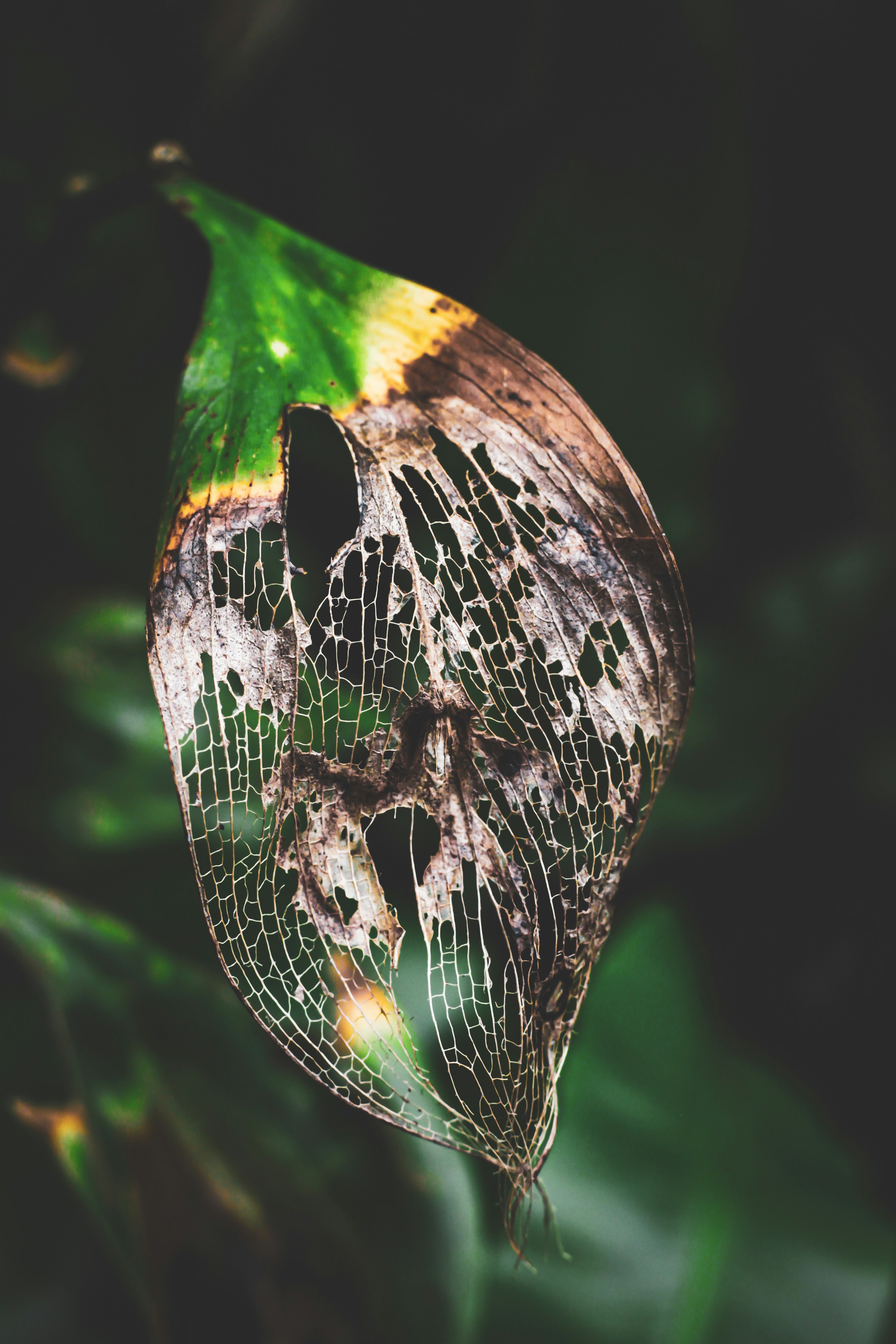 Skeleton Veinwork: a Decaying Leaf in Focus