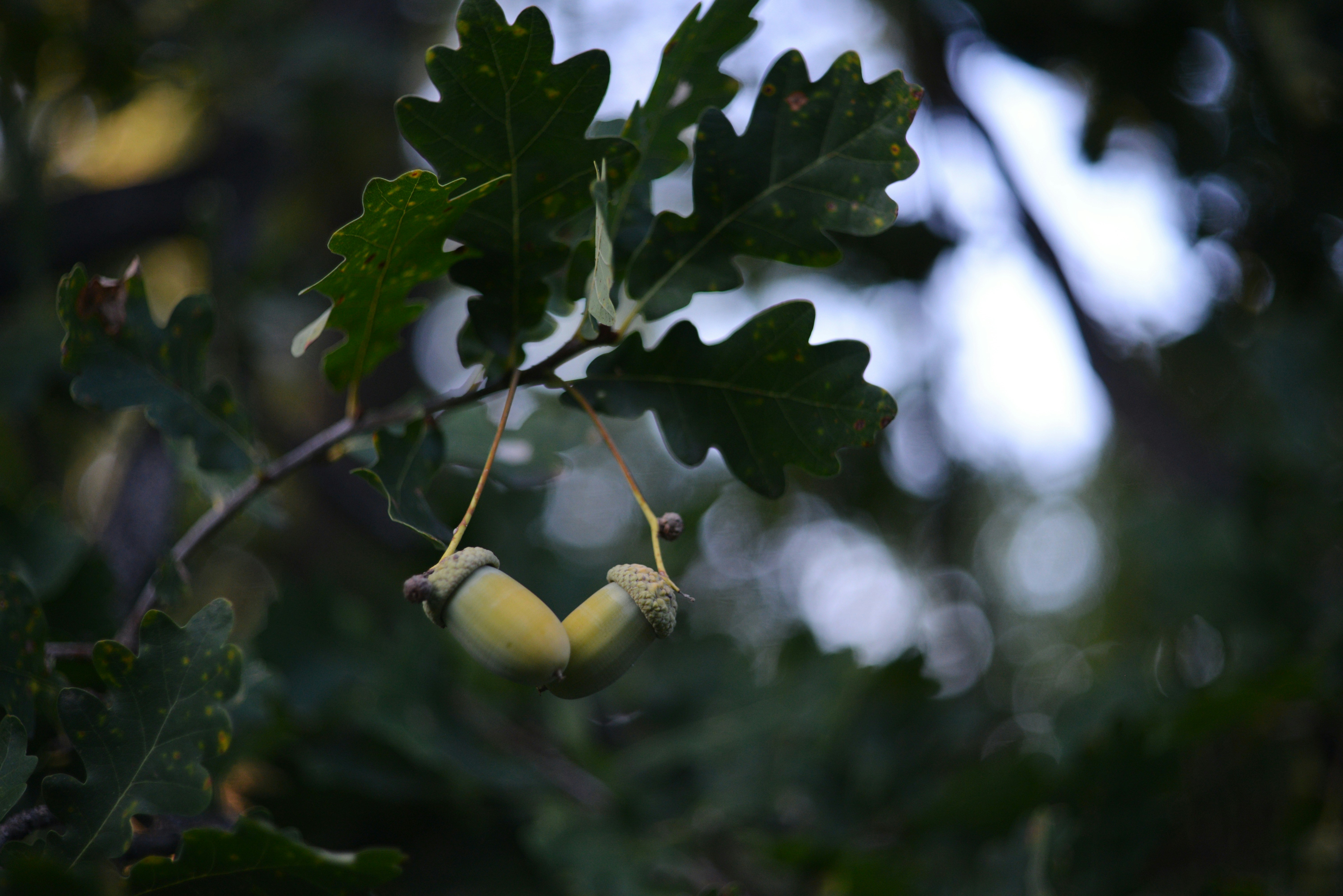 Oxeye oak fruits hanging from a delicate branch