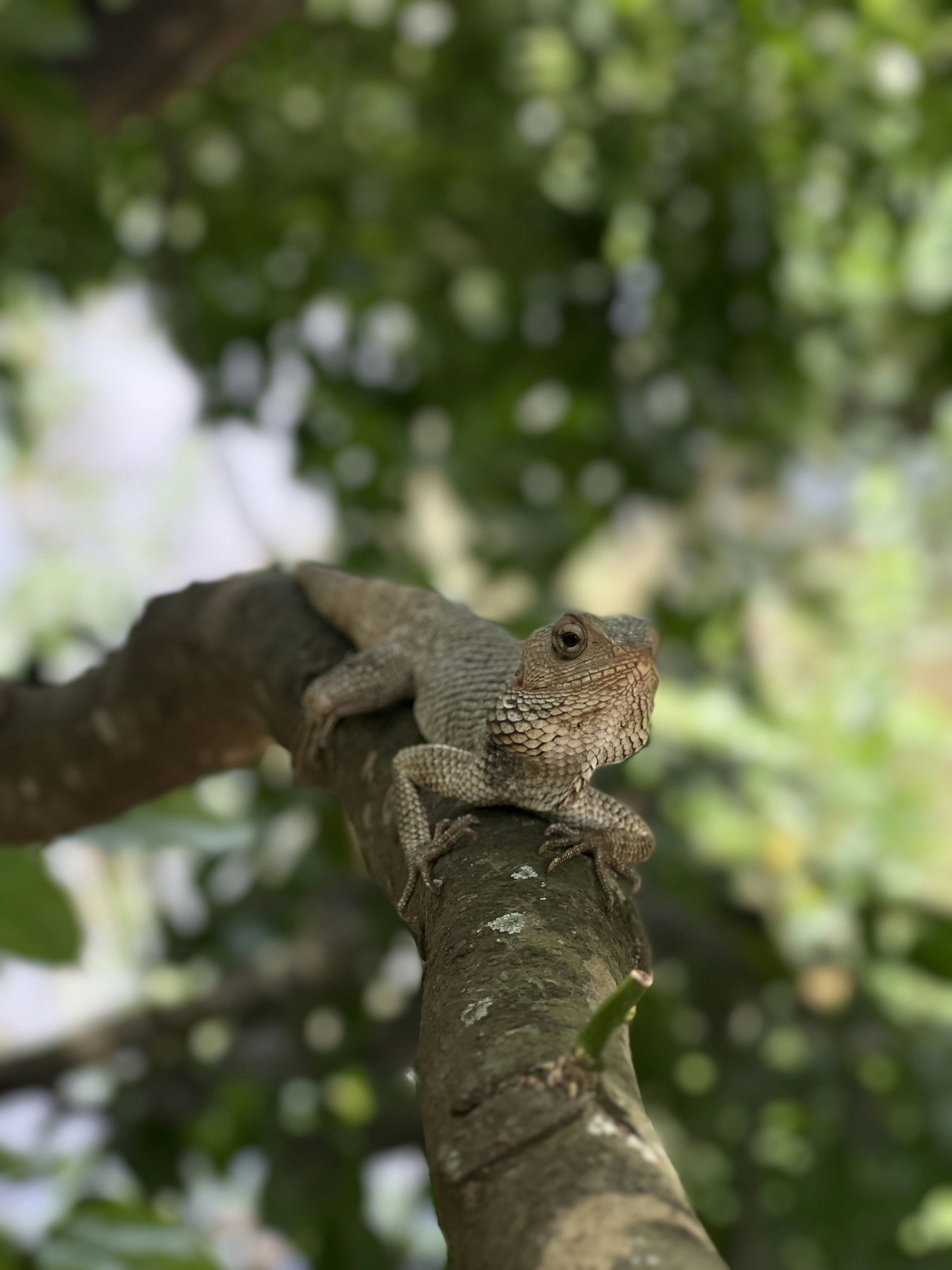 Verdant Perch: A Lizard's Textured Vigil on a Sunlit Branch