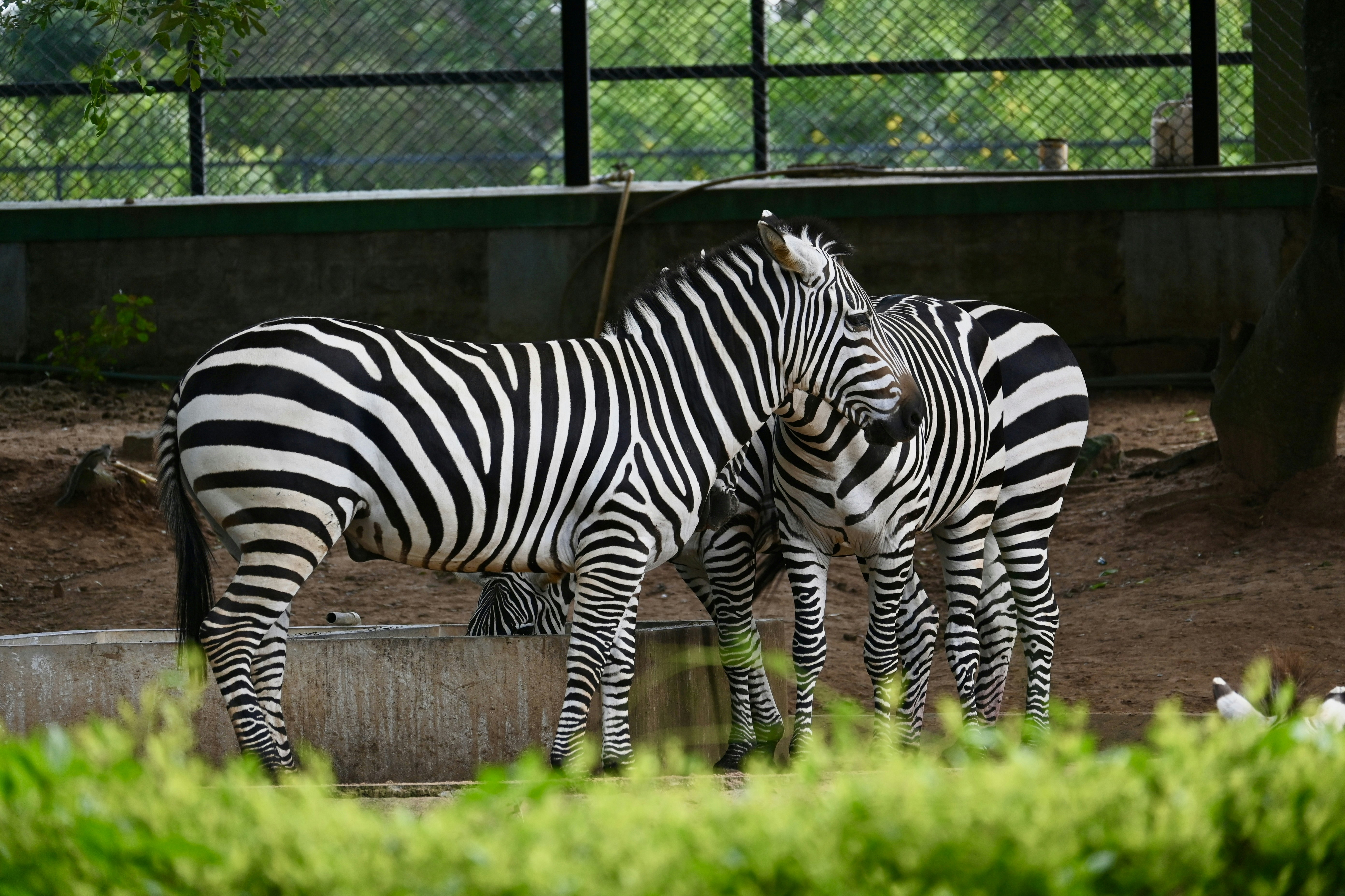 A group of zebras standing next to each other photo – Free India Image ...