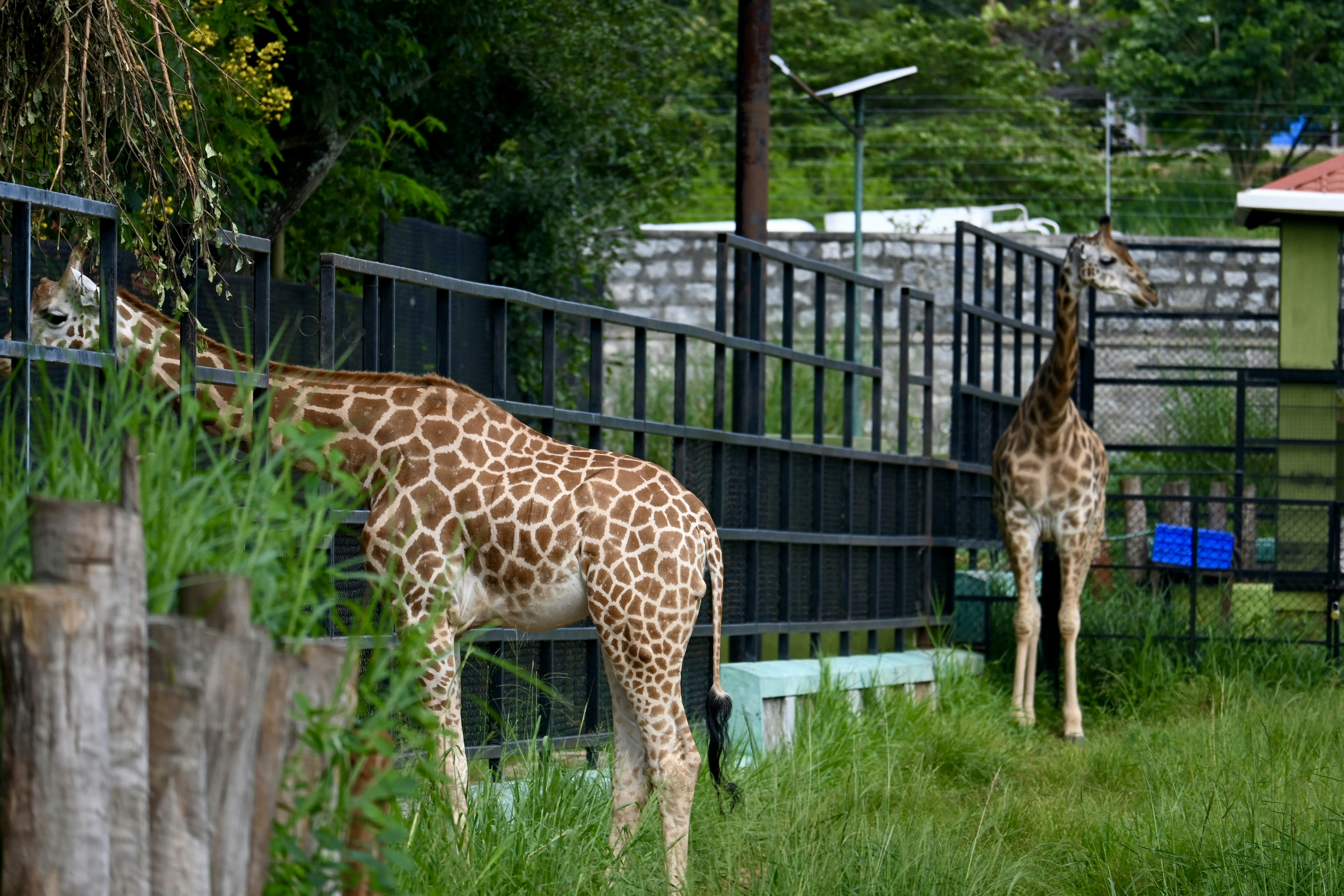 Behind the Scenes of High Park Zoo's Animal Births