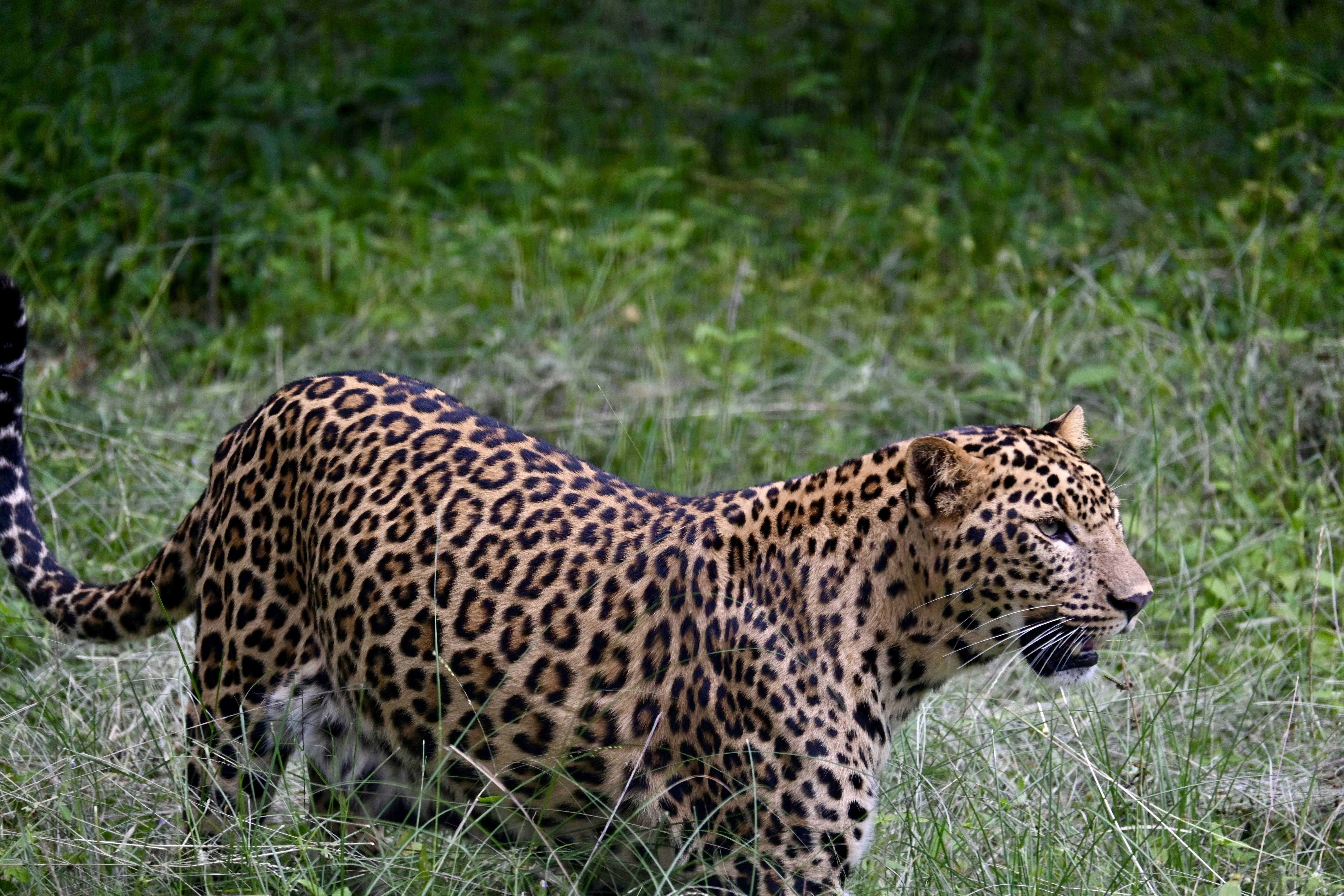 Leopard shot from Bannerghatta National Park during a safari.