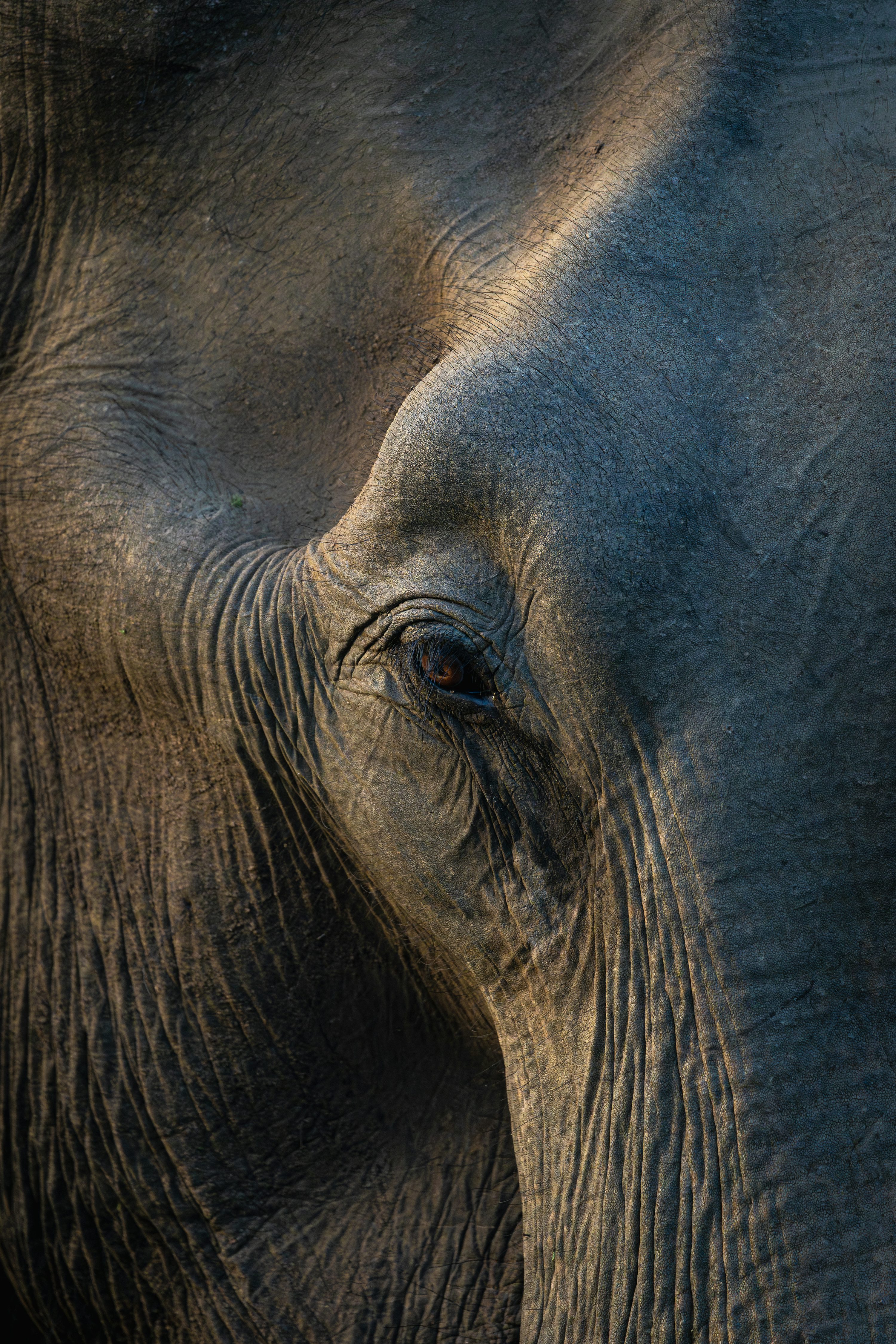Une vue rapprochée du visage d’un éléphant photo – Image gratuite de ... Une vue rapprochée du visage d’un éléphant photo – Image gratuite de ...