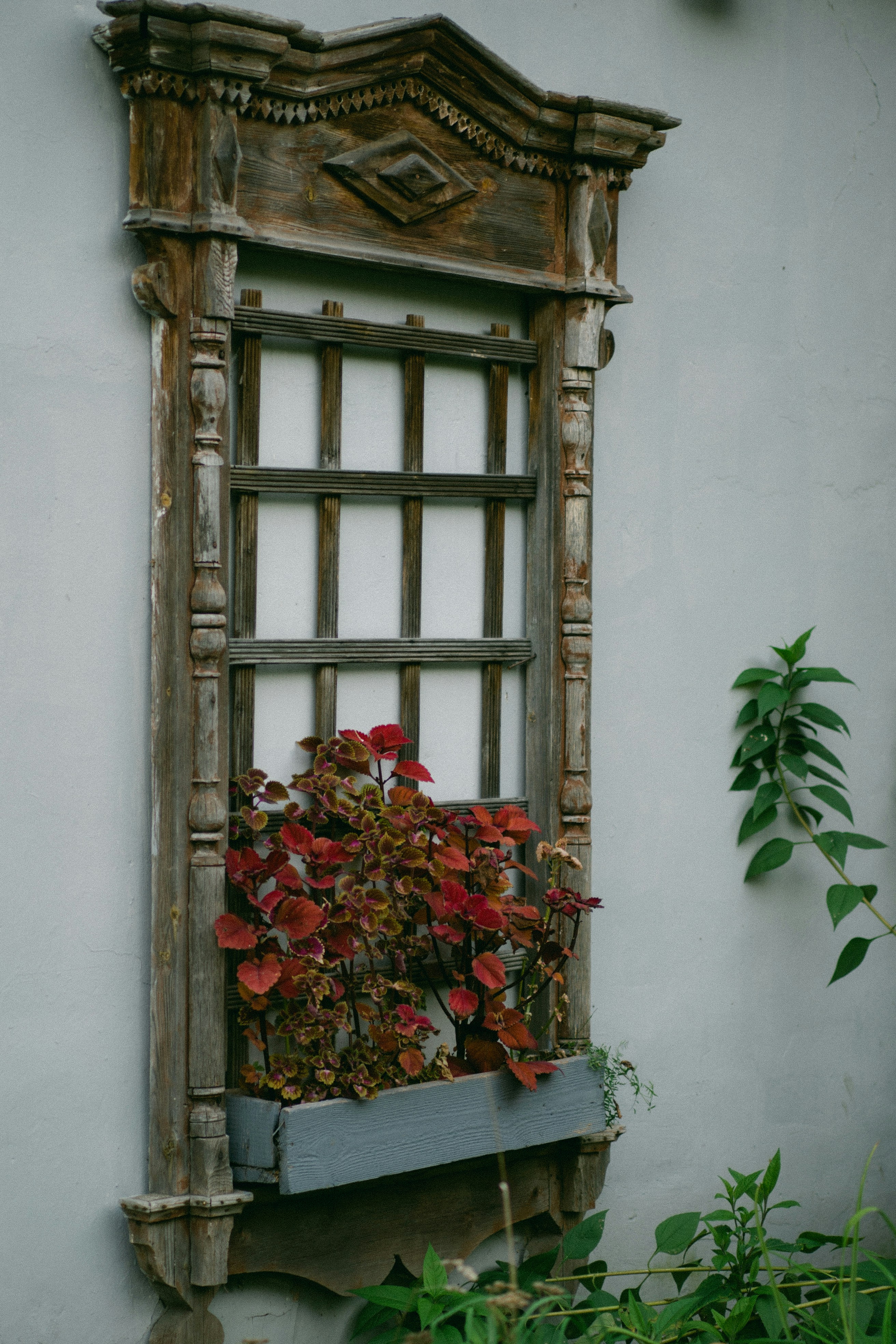 Crimson Foliage Nesting in a Weathered Window Box