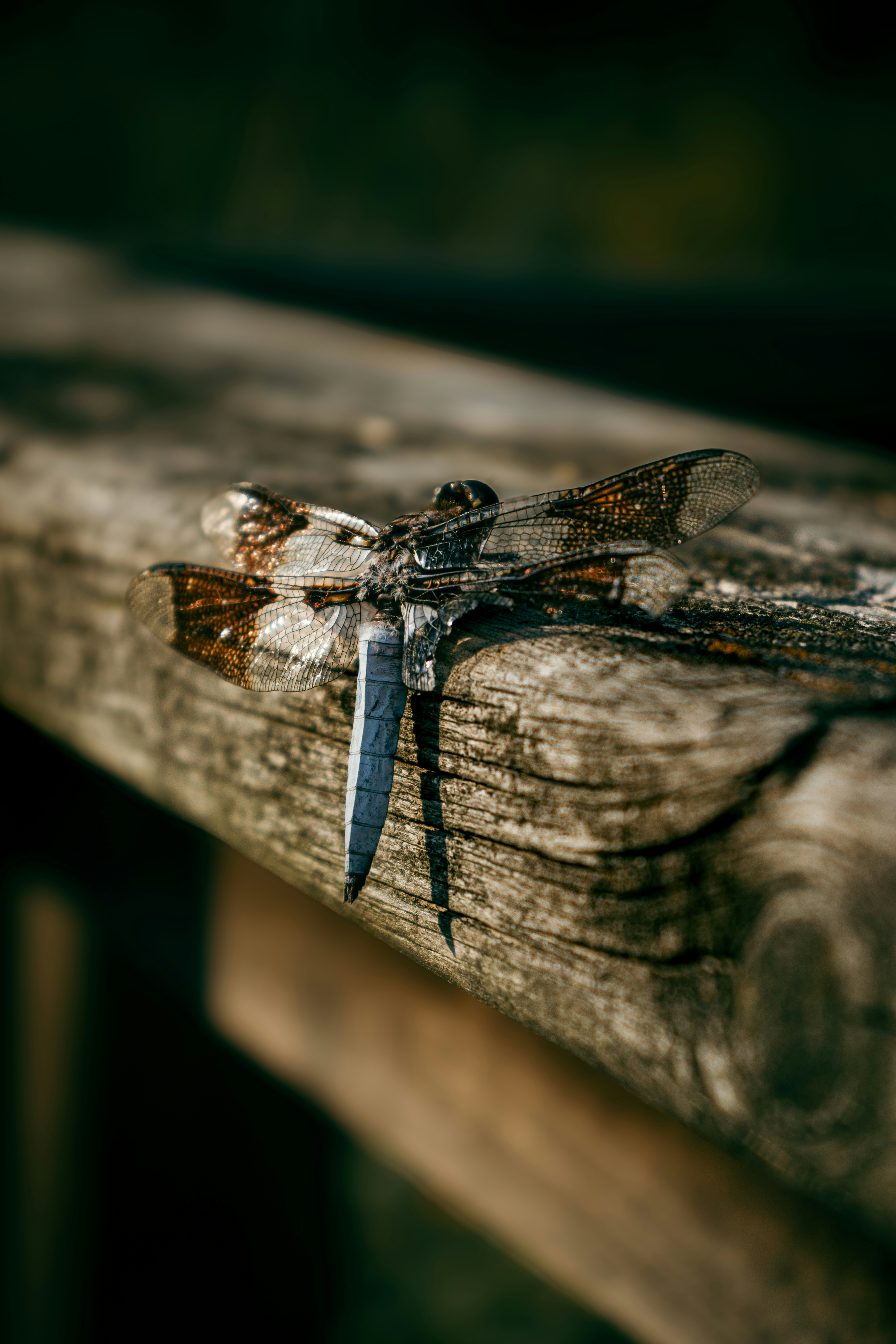 Azure Dragonfly on Weathered Timber: Macro Portrait in Dappled Light