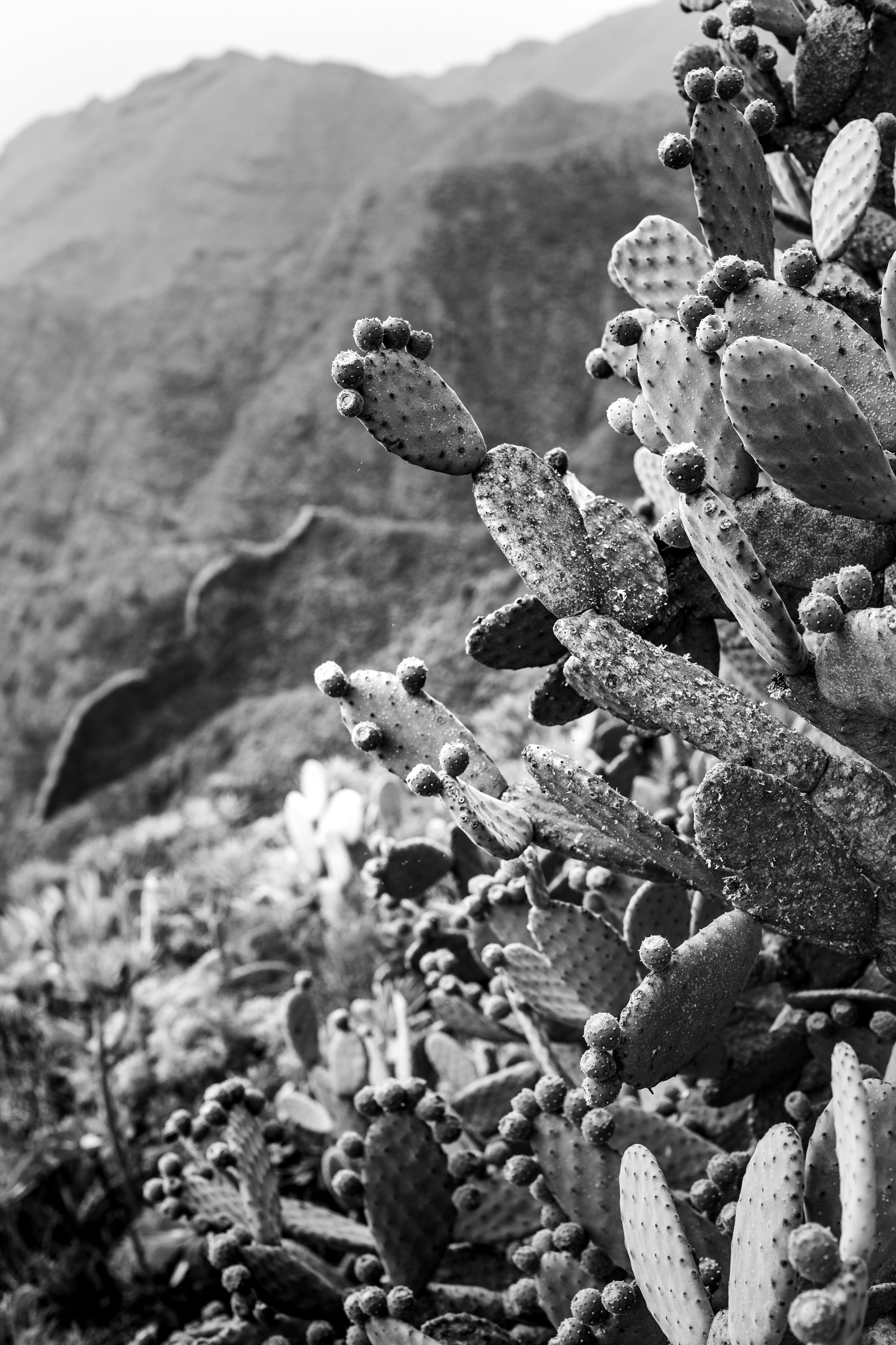 Grayscale Prickly Pear on a Desert Ridge