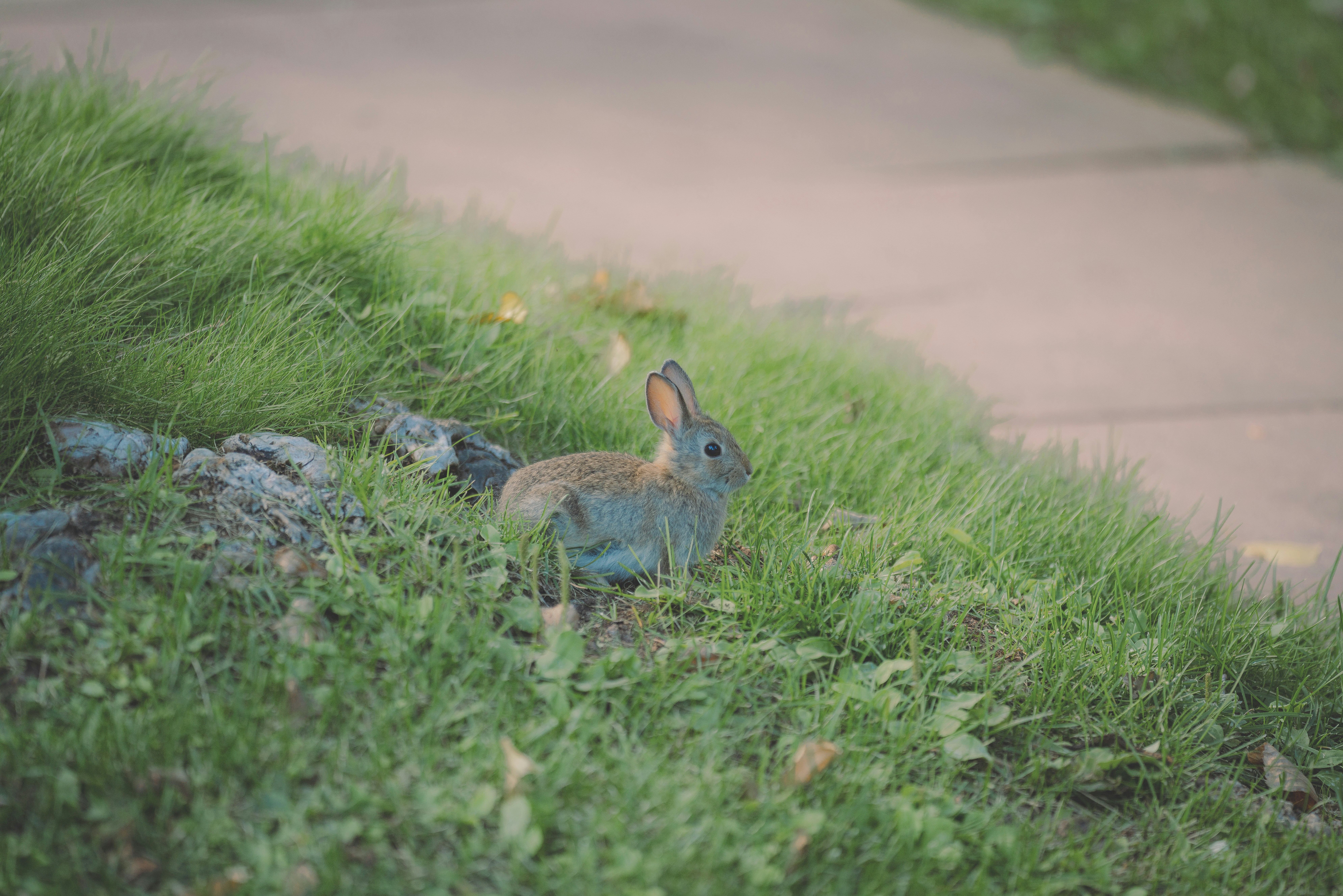 Verge Encounter: A Rabbit Pauses by the Sunlit Path