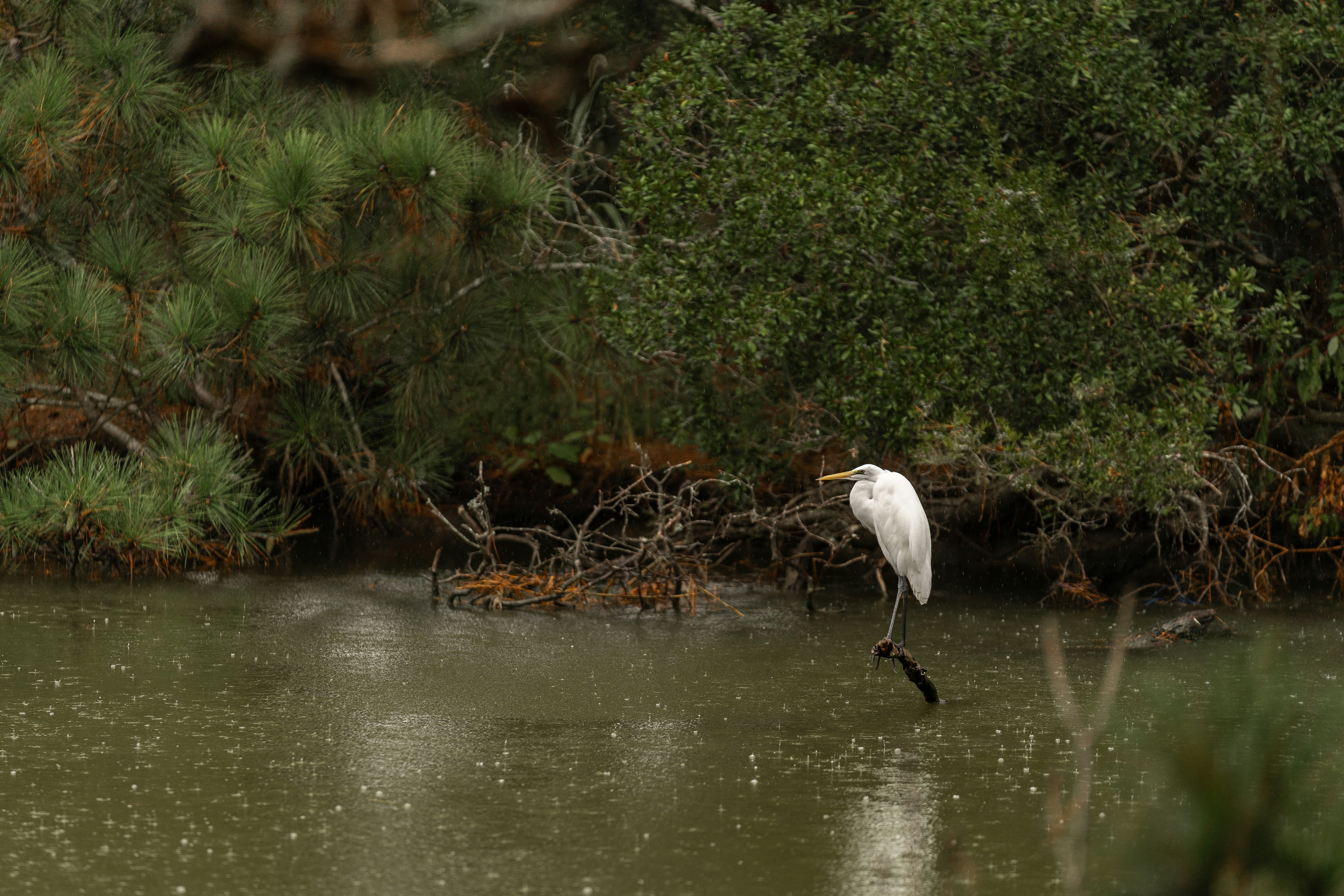 White Egret Perched Above a Quiet Pond Amid Green Canopy