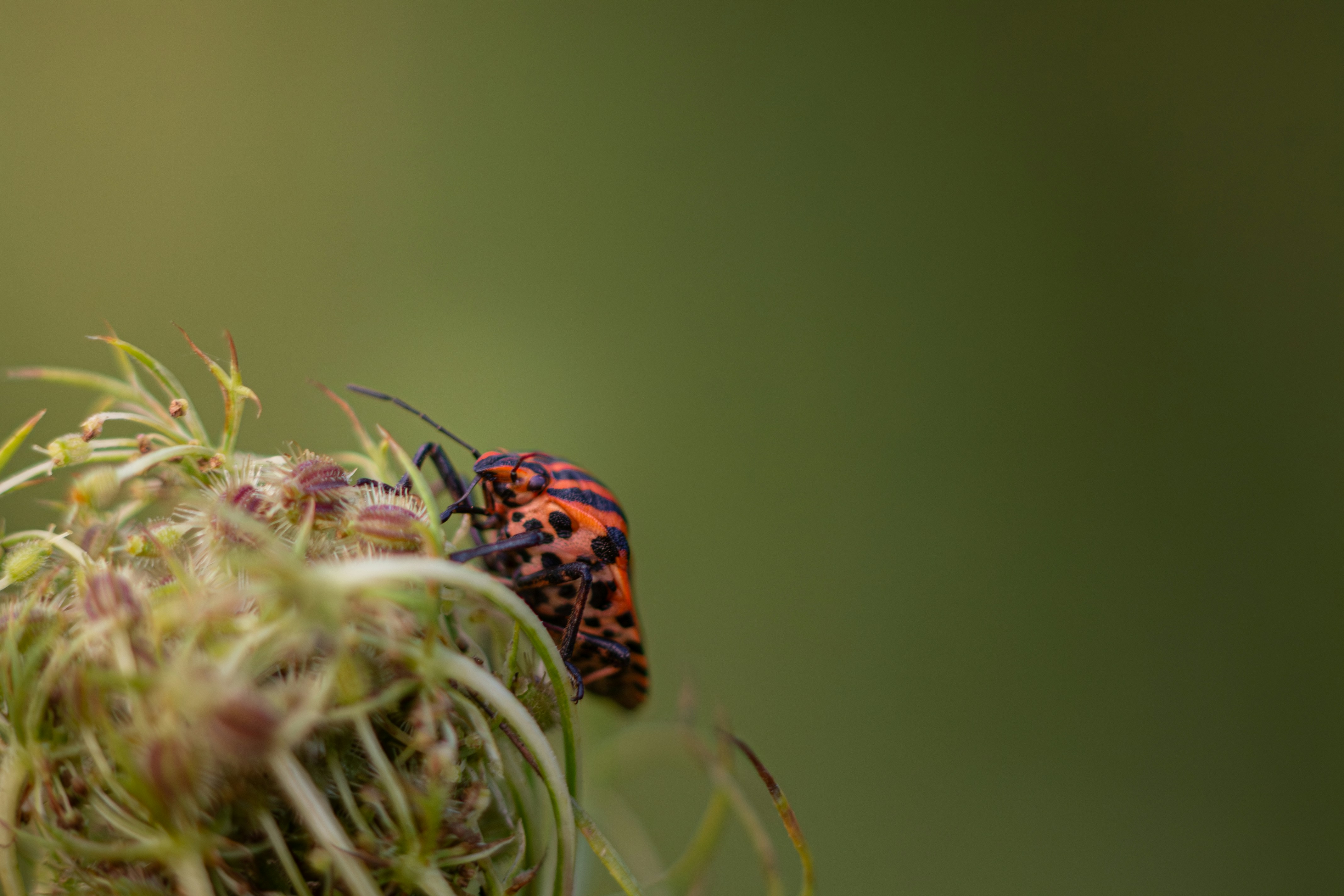 Scarlet Mark on Bloom: A Closeup of a Red-Black Beetle on Seedhead