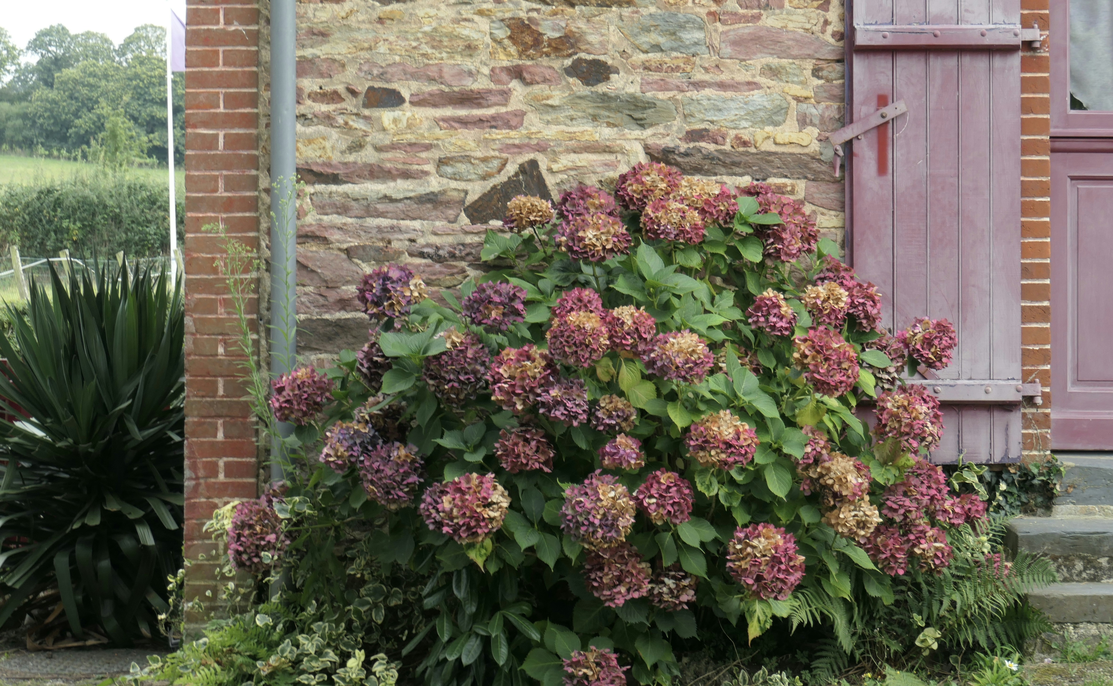 Hydrangea with Rustic Stone and Pastel Shuttered Door