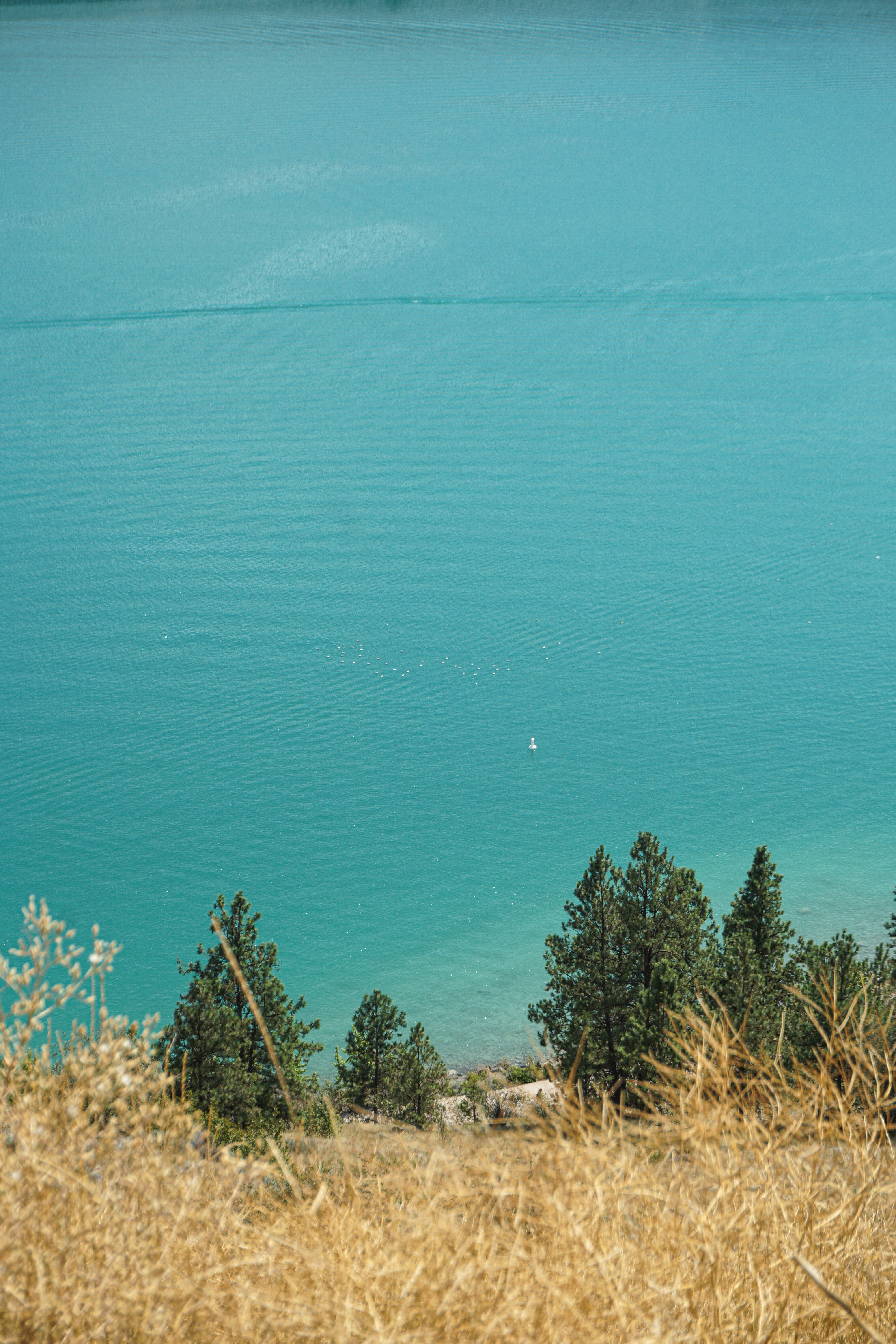 Turquoise Crest: Shoreline Pines Beyond a Golden Ridge