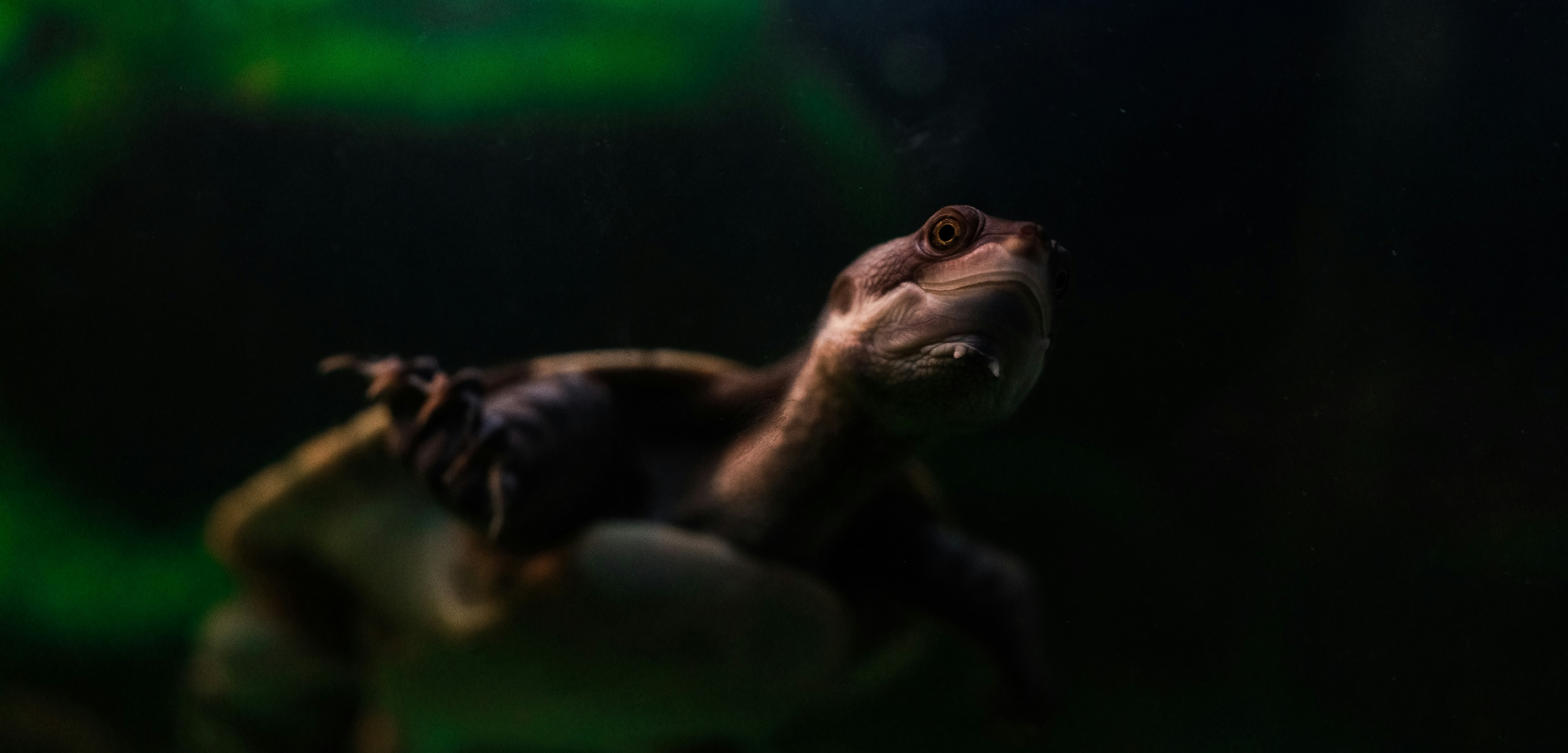 Moonlit Gaze: a Tiny Turtle Against Shadowed Green Water