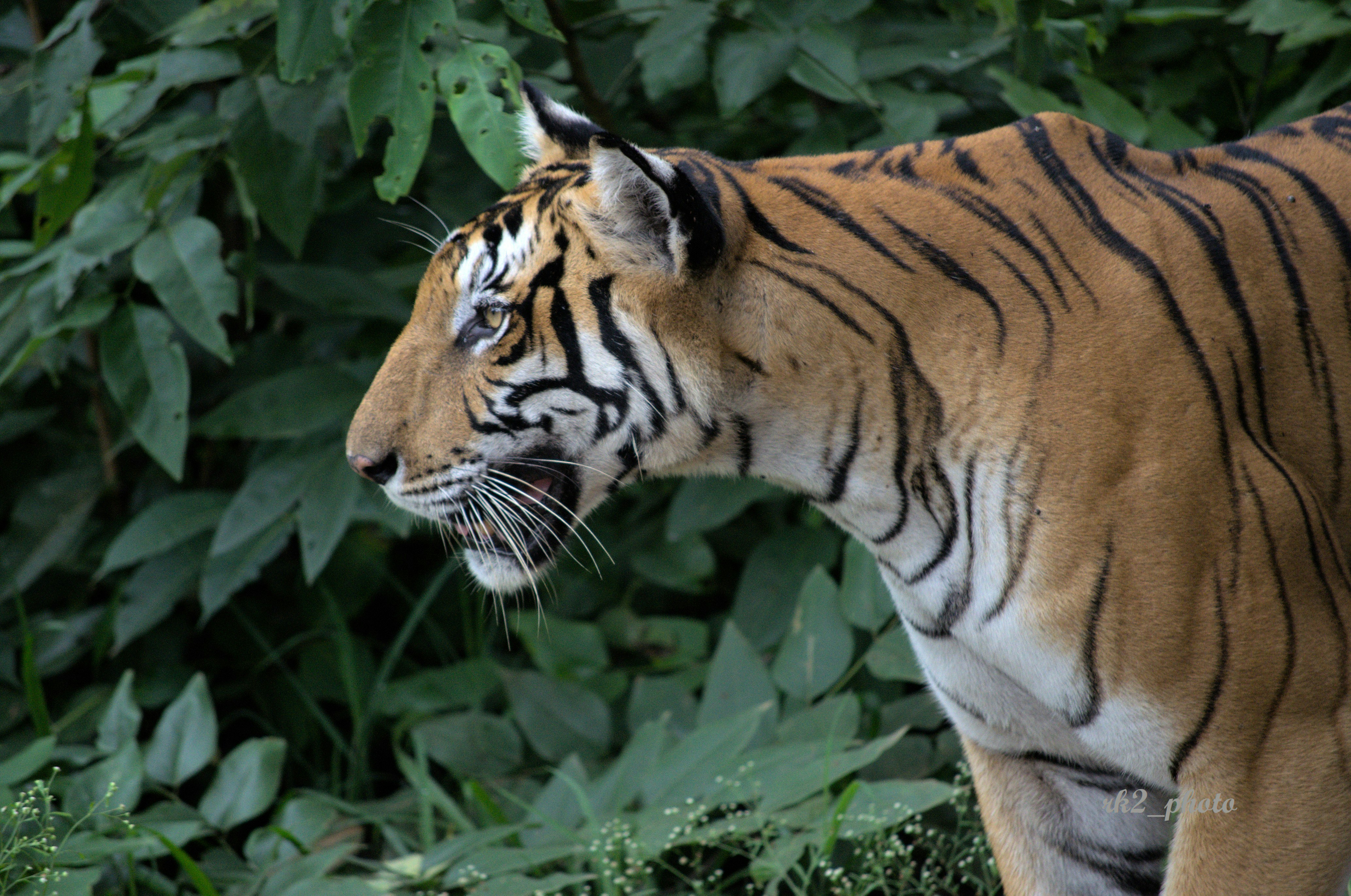 A tiger is standing in front of some bushes photo – Free Kabini Image ...
