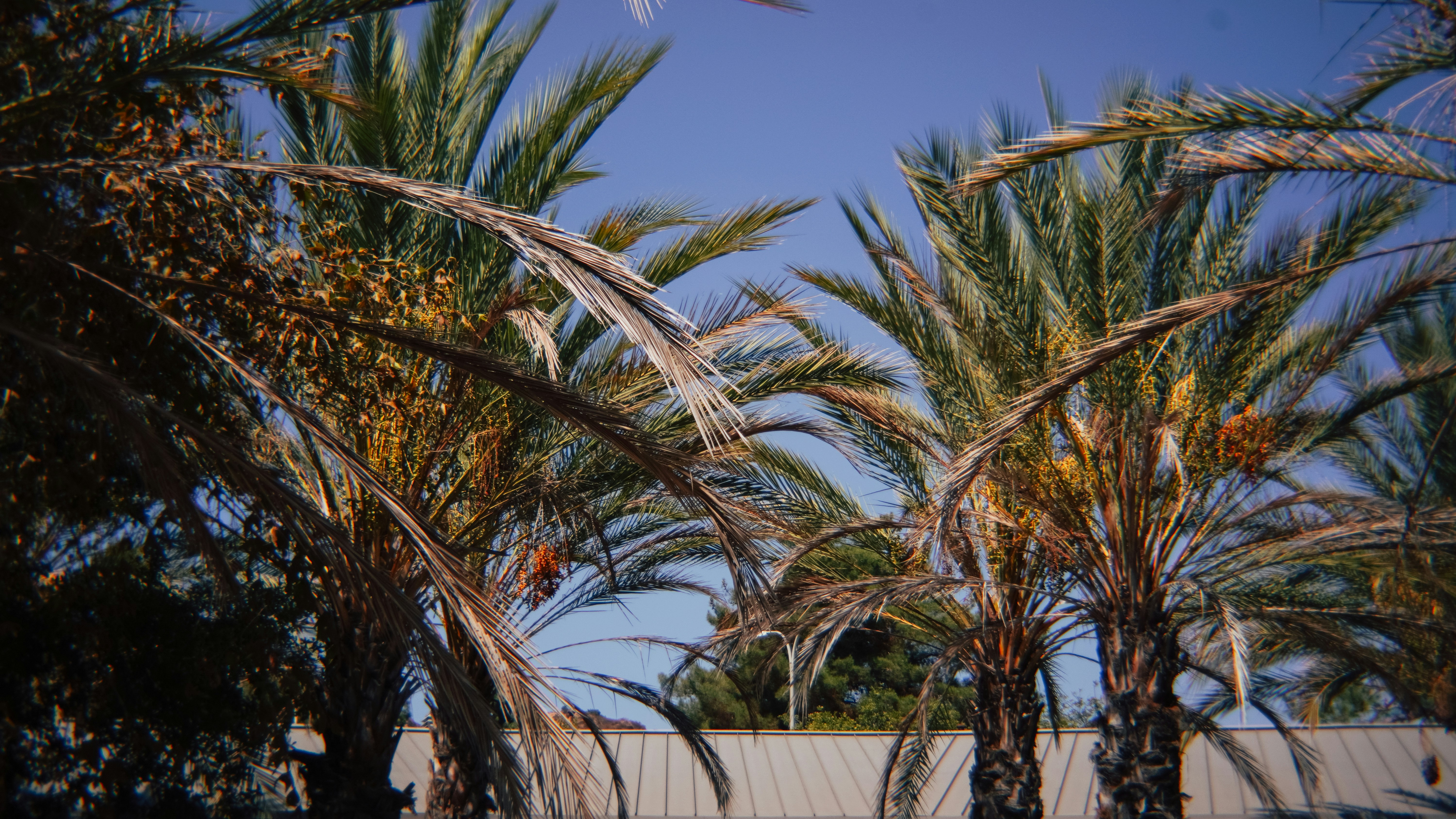 Mandy Ferrer (@southcypress) | Unsplash-Foto-Community