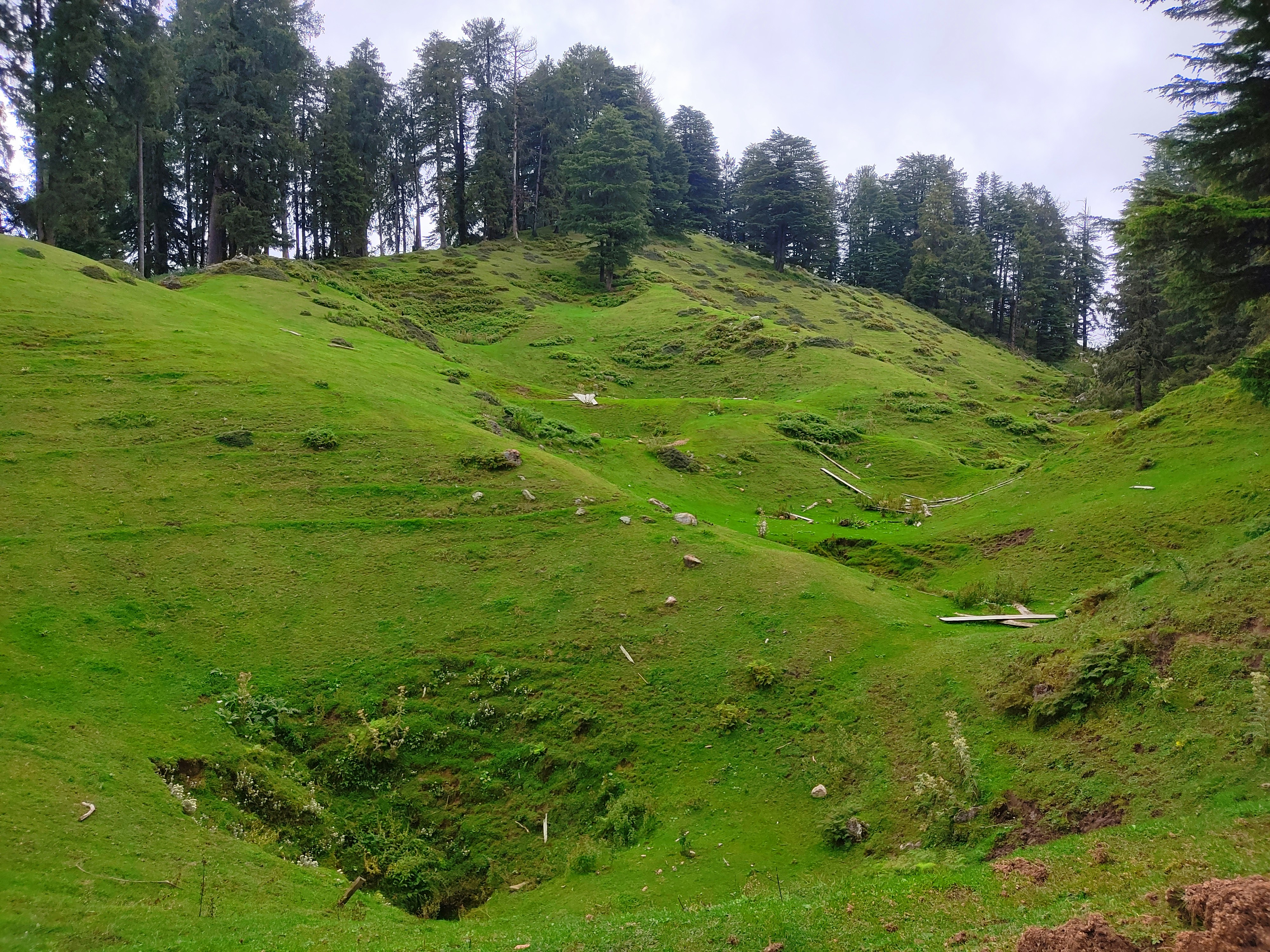 Beautiful landscape of grassland meadows clouds plants flowers trees and sky