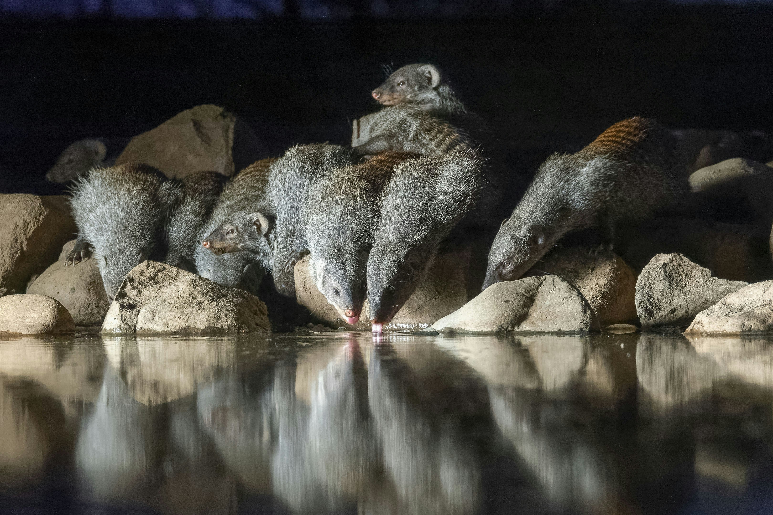 Night Assembly of Lemurs on Moonlit Rocks by a Reflective Pool