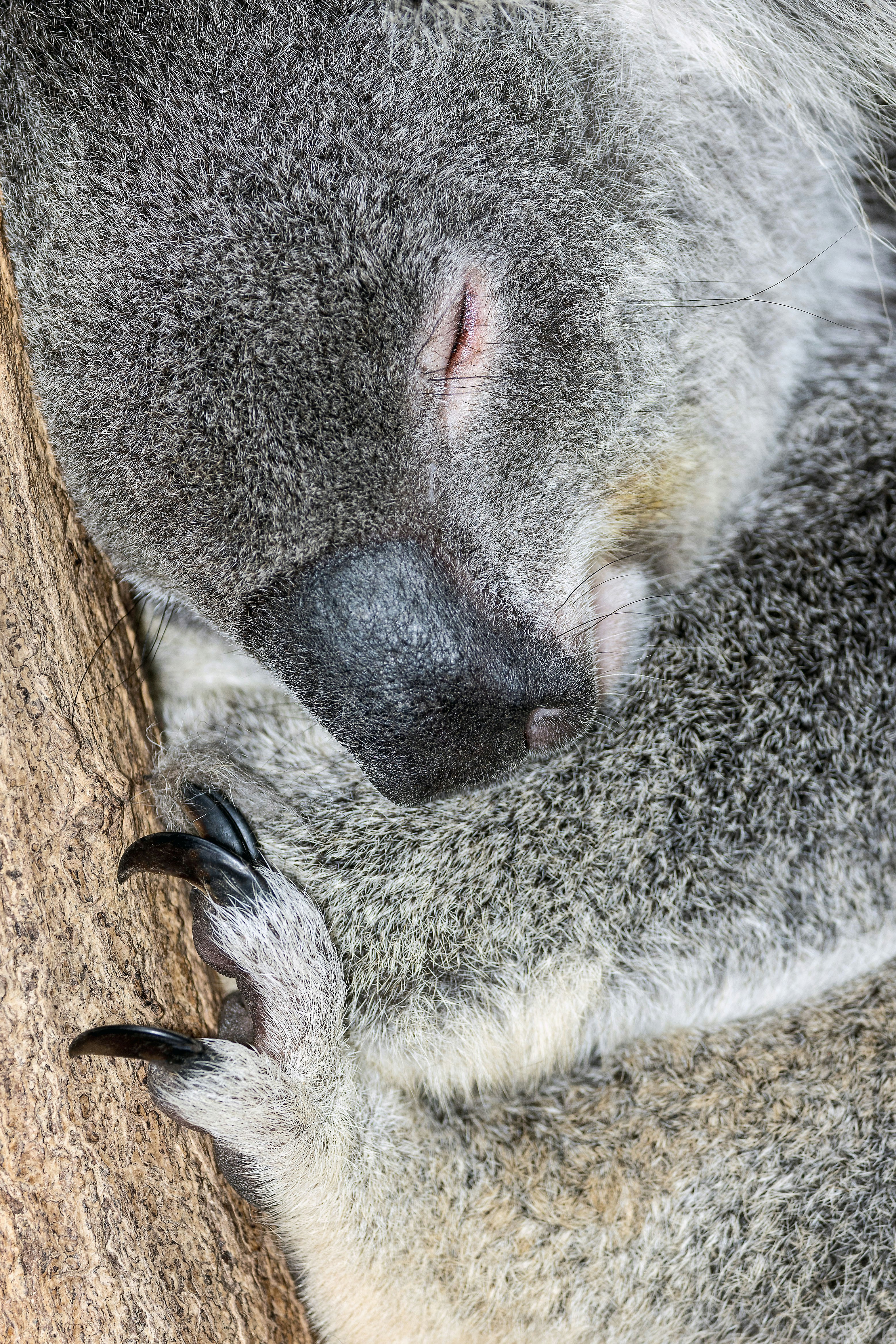 Koala Slumber: A Close-Up of Quiet Gray Fur on Bark